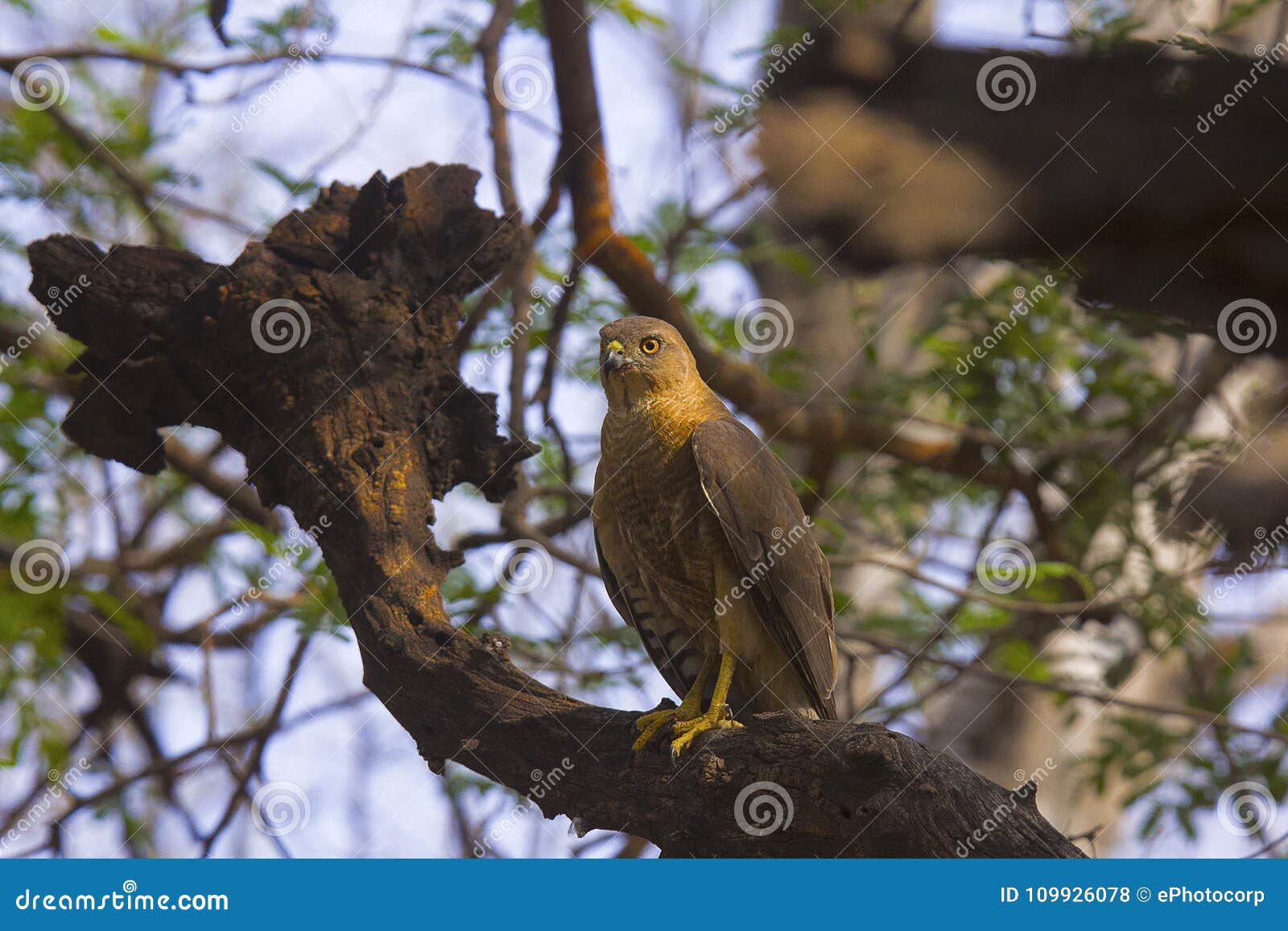 Shikra, Accipiter badius stock photo. Image of male - 109926078