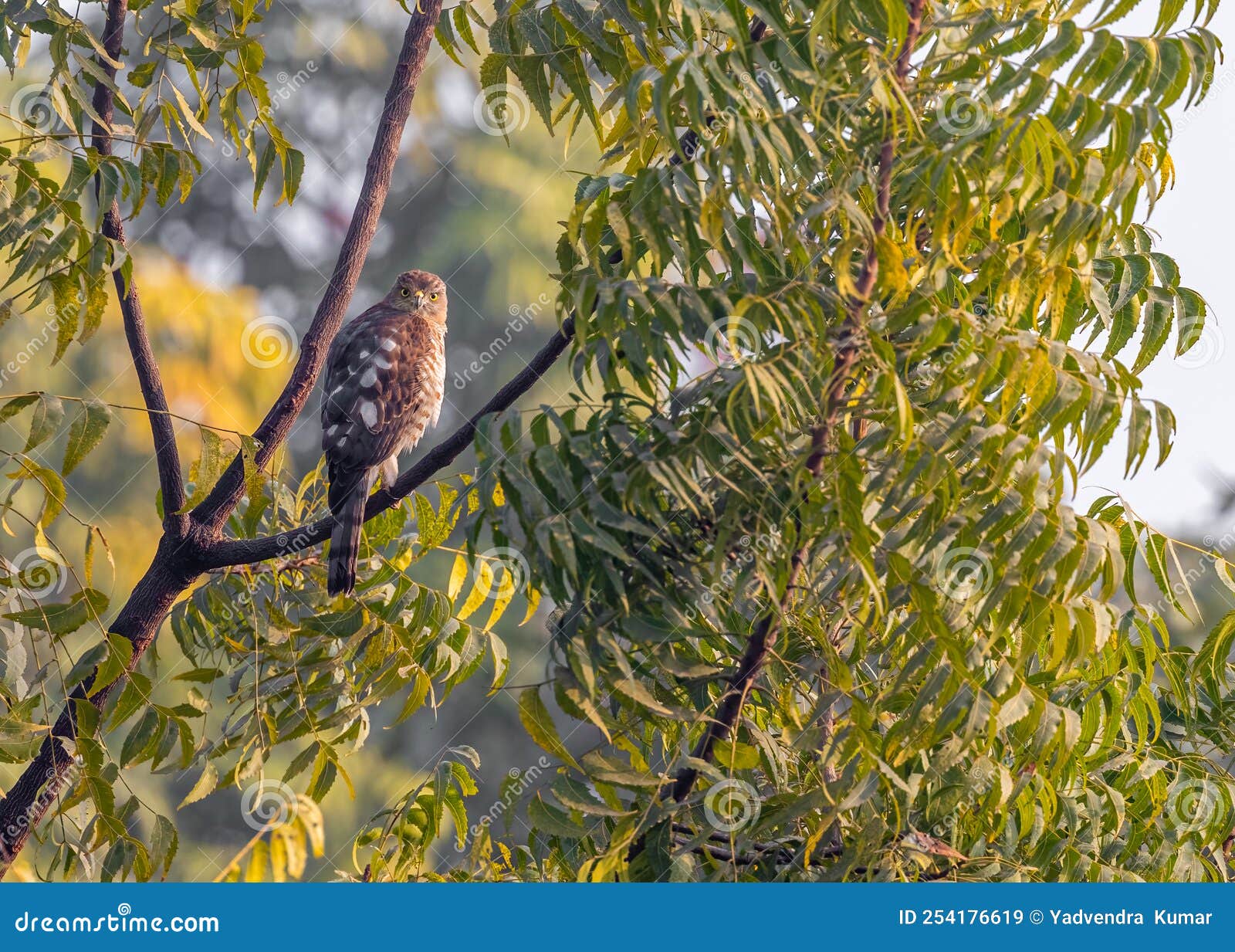 A Shikra Looking Back from a Branch Stock Image - Image of eagle ...