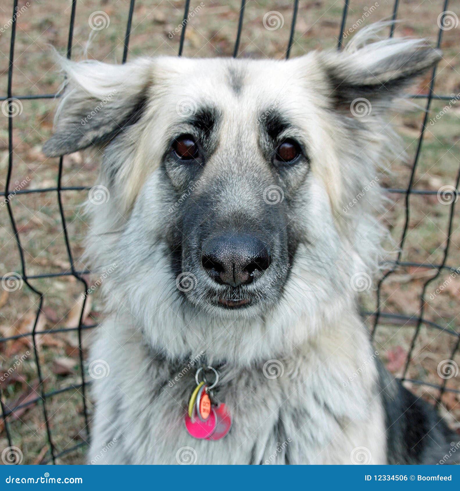 Shiloh Shepherd stock photo. Image of breed, solid, self - 12334506