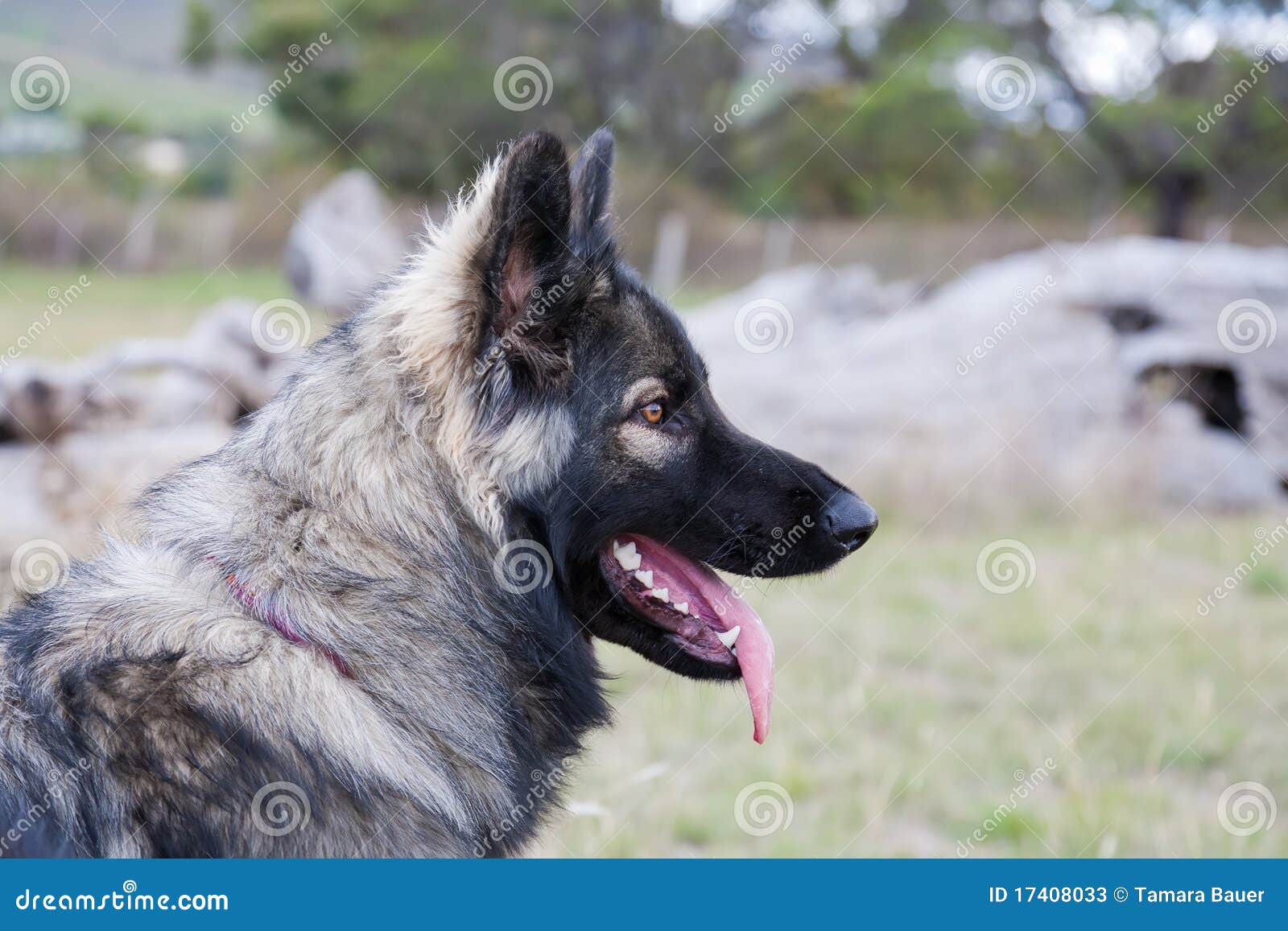 Shiloh Shepherd stock image. Image of canine, nature - 17408033
