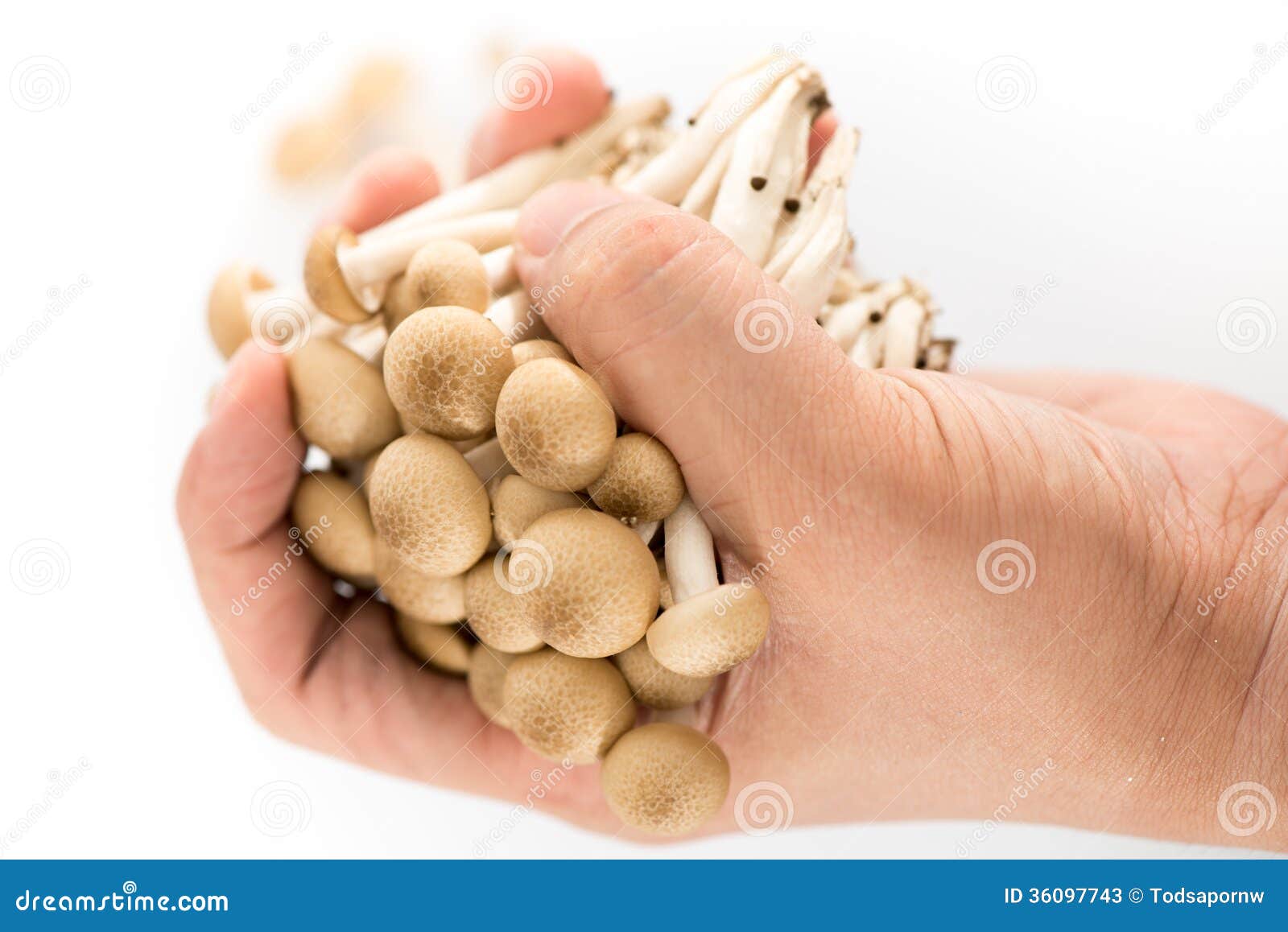 Shimeji Mushroom with Isolated Background Stock Image - Image of plant ...