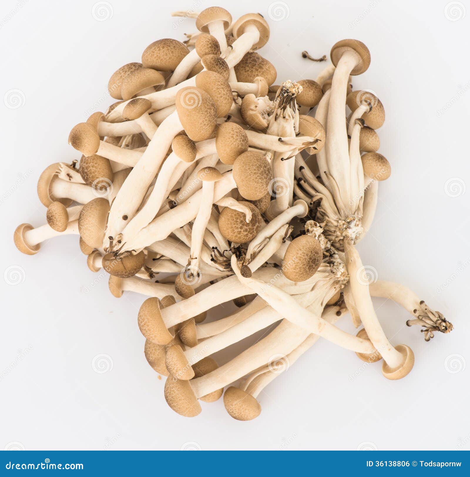 Shimeji Mushroom with Isolated Background Stock Photo - Image of ...