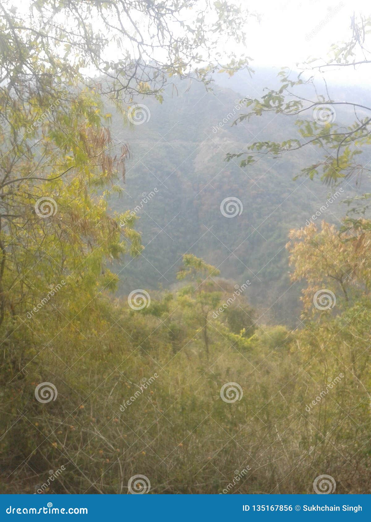 Shimla forest stock photo. Image of shimla, view, natural - 135167856