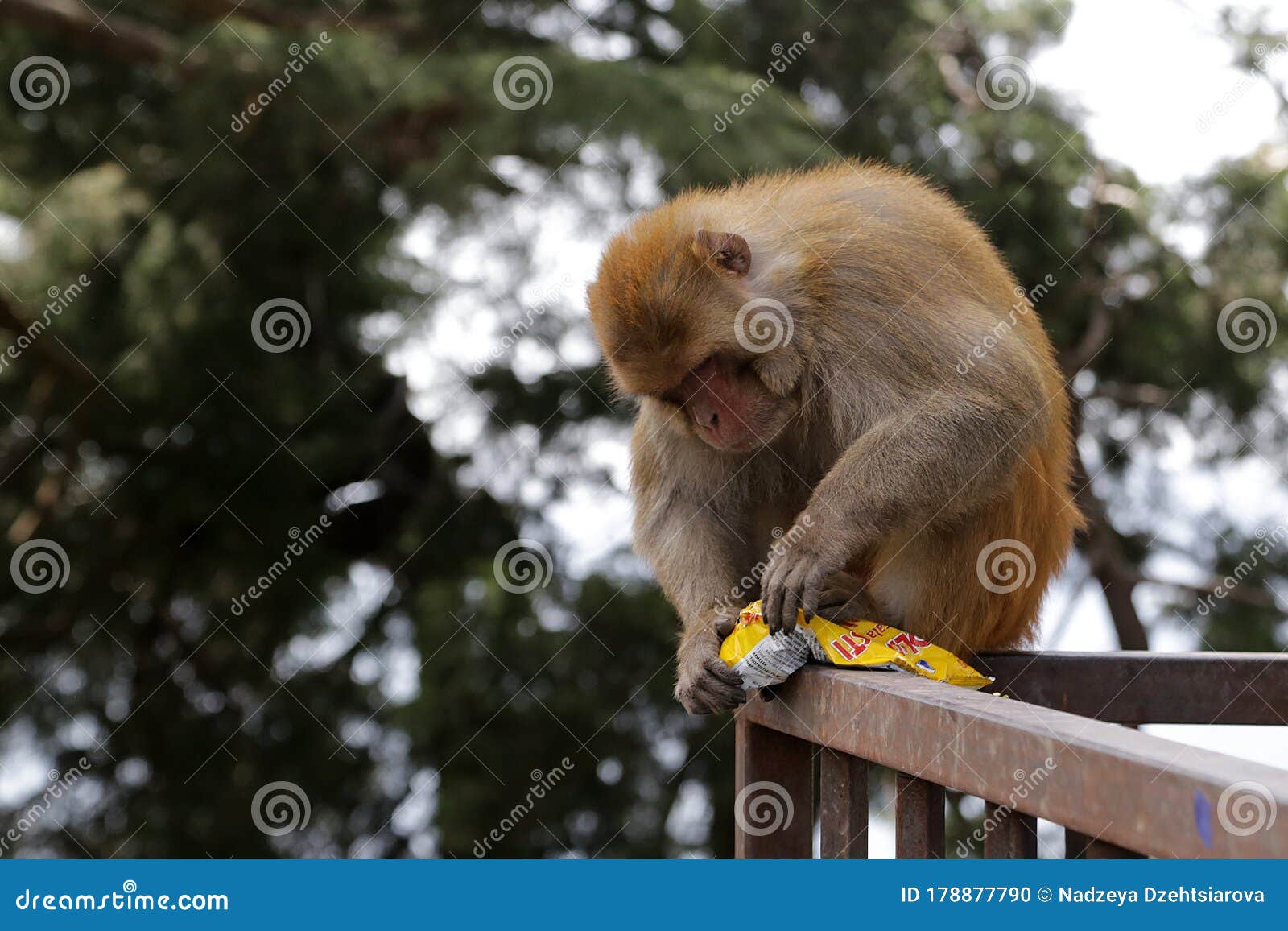 A Monkey Stole a Packet of Chips Near the Hanuman Temple Stock Photo ...