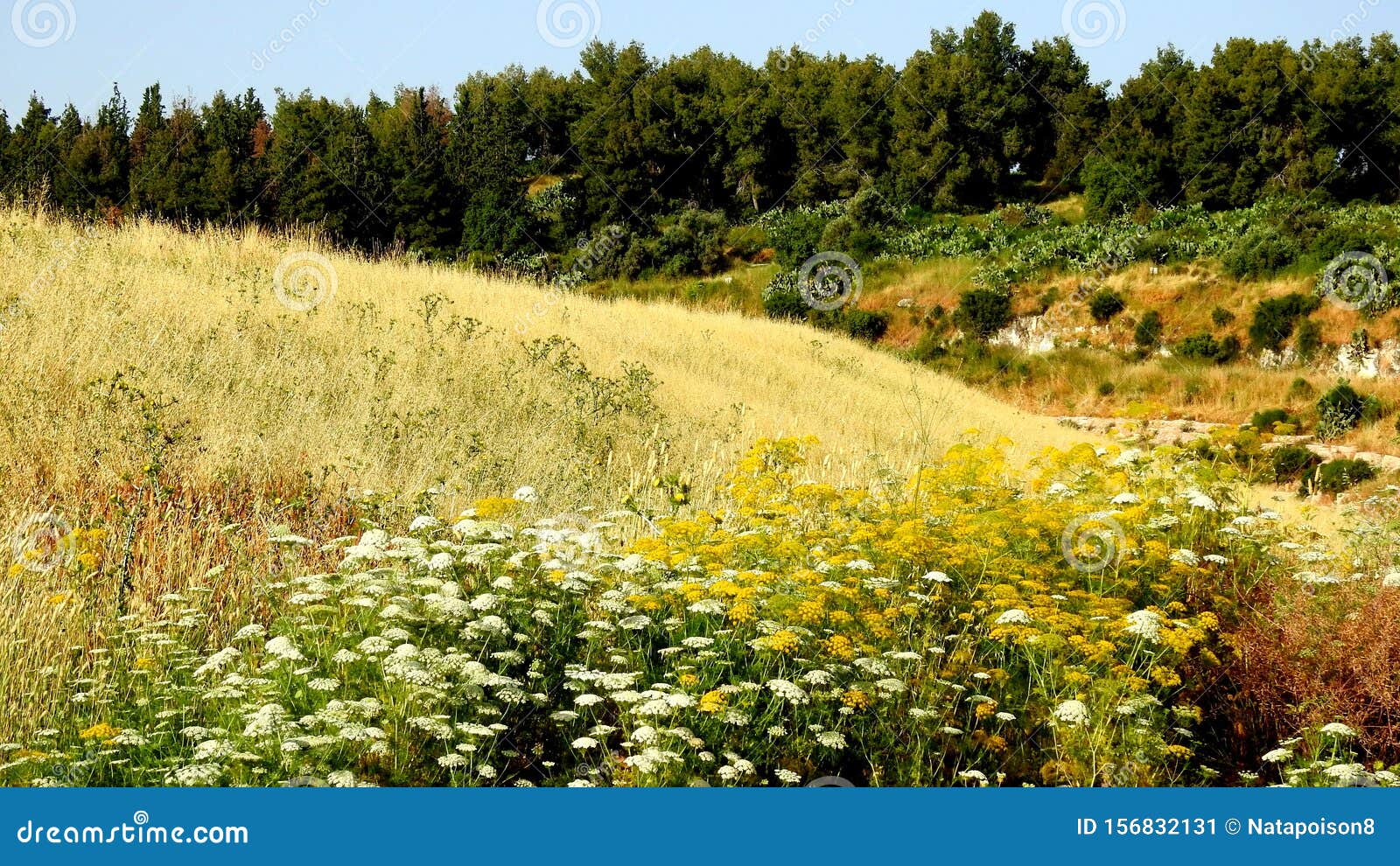 Fields and Meadows of Israel. Stock Image - Image of attractions ...