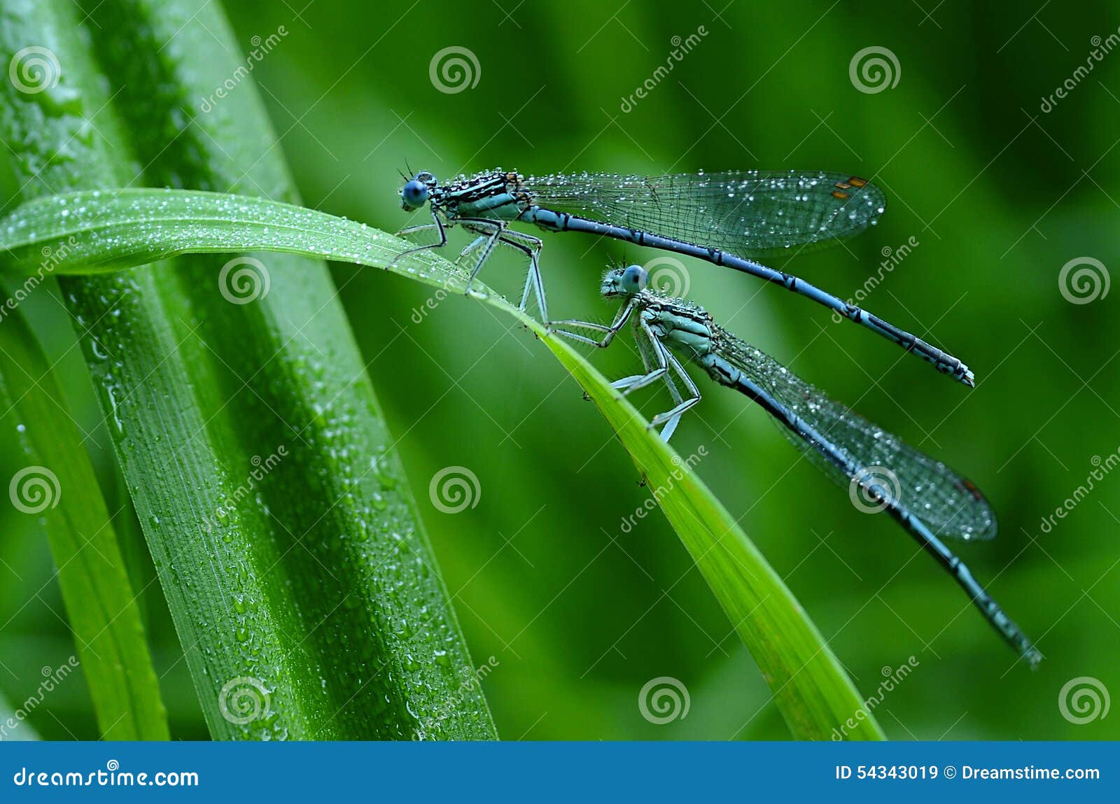 Shimmering dragonflies stock image. Image of morning - 54343019