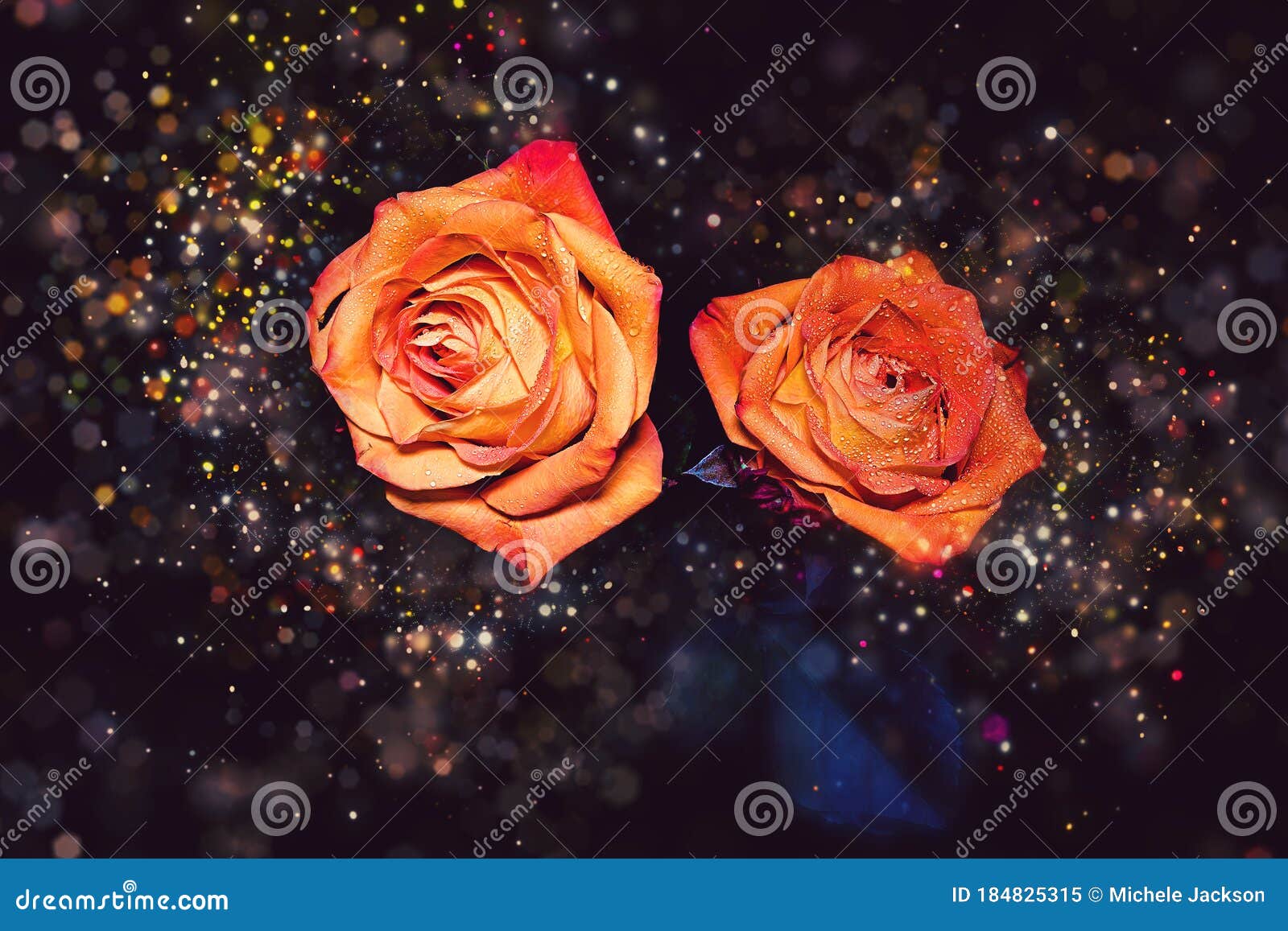 Shimmering Orange Roses stock image. Image of petal - 184825315