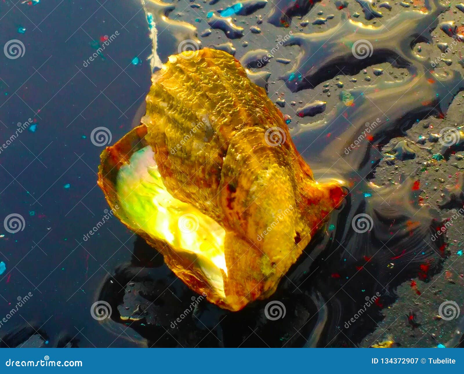 Shimmering oyster shell stock image. Image of water - 134372907