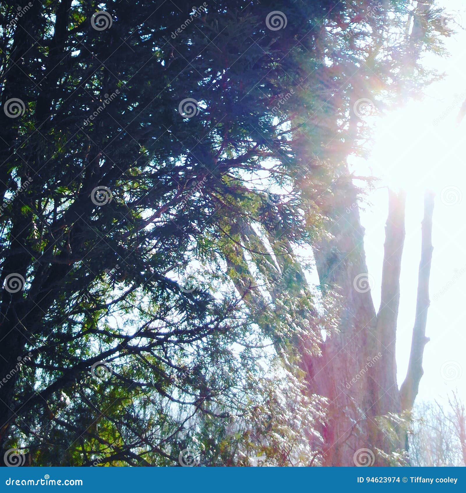 Shimmering sunshine stock photo. Image of shimmering - 94623974