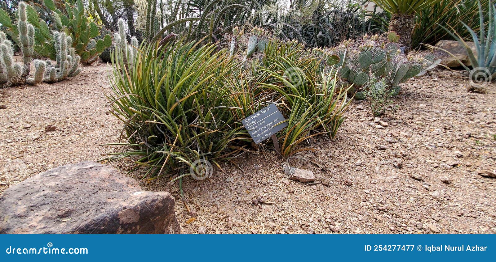 Shin Dagger Agave editorial photography. Image of yard - 254277477
