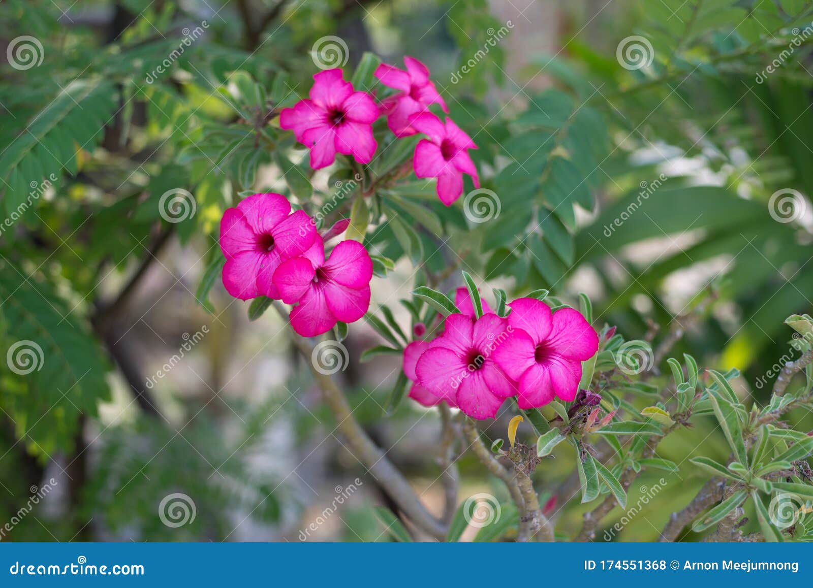 Shine Pink Flower, Gardening in the House Stock Photo - Image of pink ...