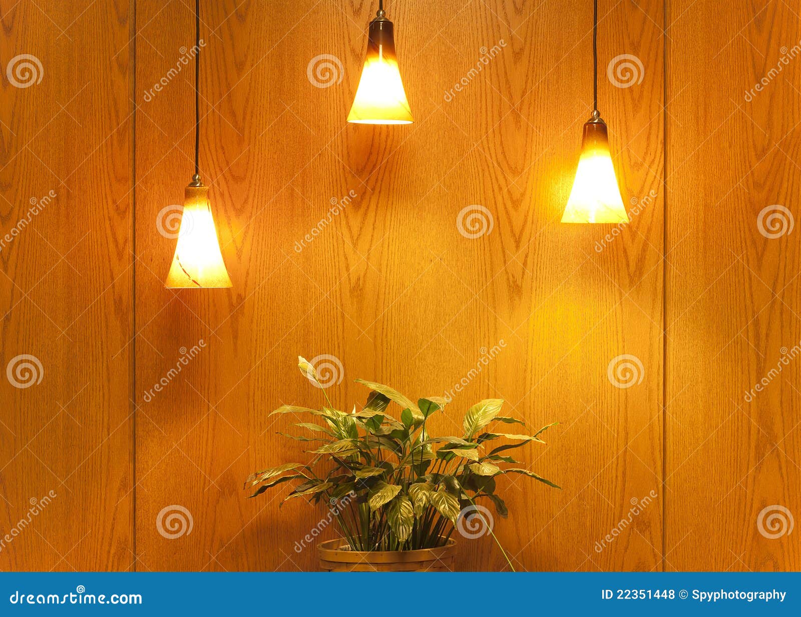 Shine on a Plant stock photo. Image of shining, shines - 22351448