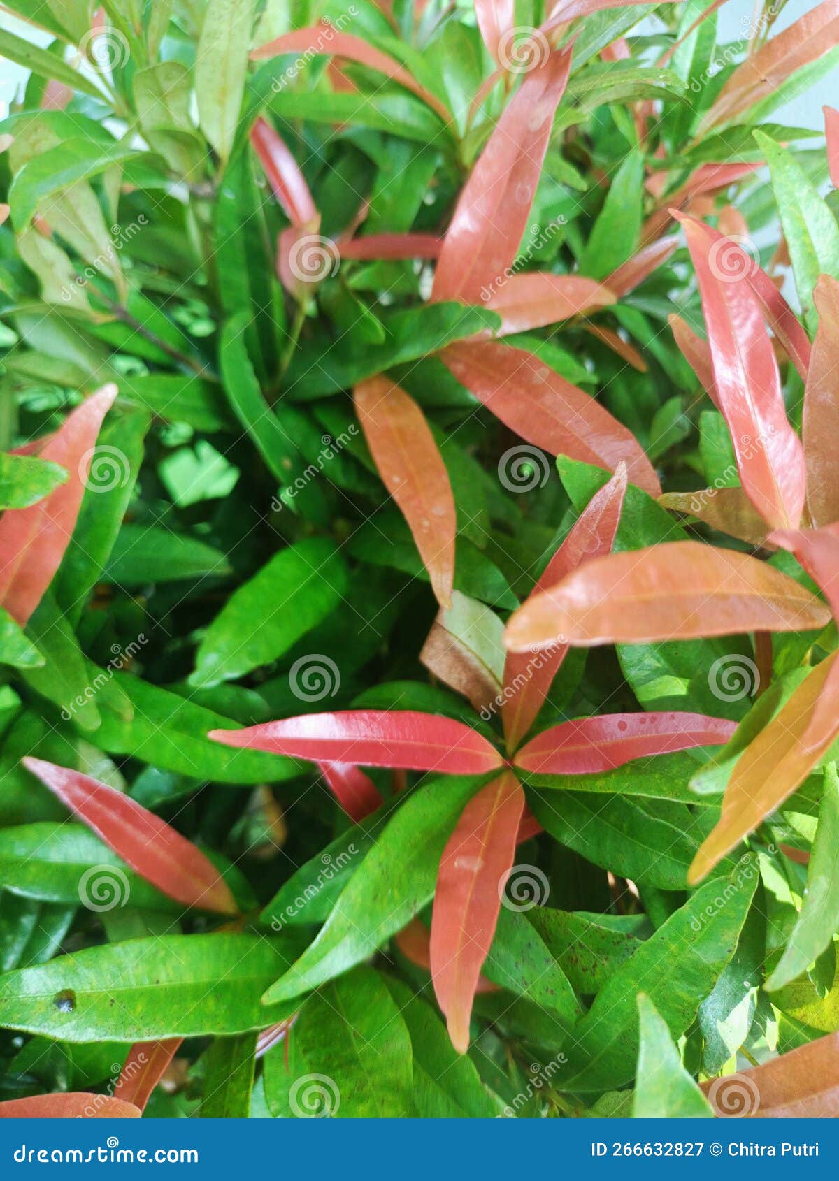 Shine red leaf stock image. Image of plant, grass, vegetable - 266632827