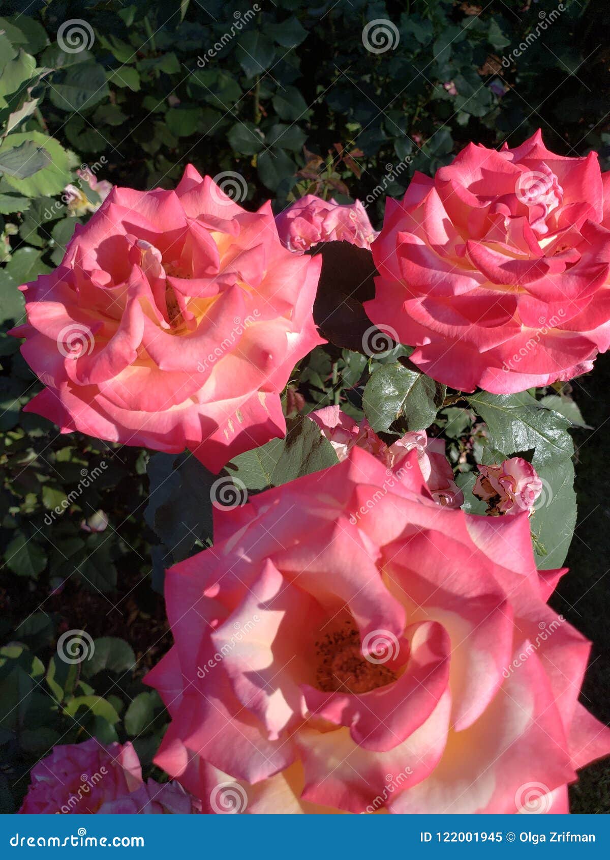Shiny pink roses stock image. Image of pink, summer - 122001945
