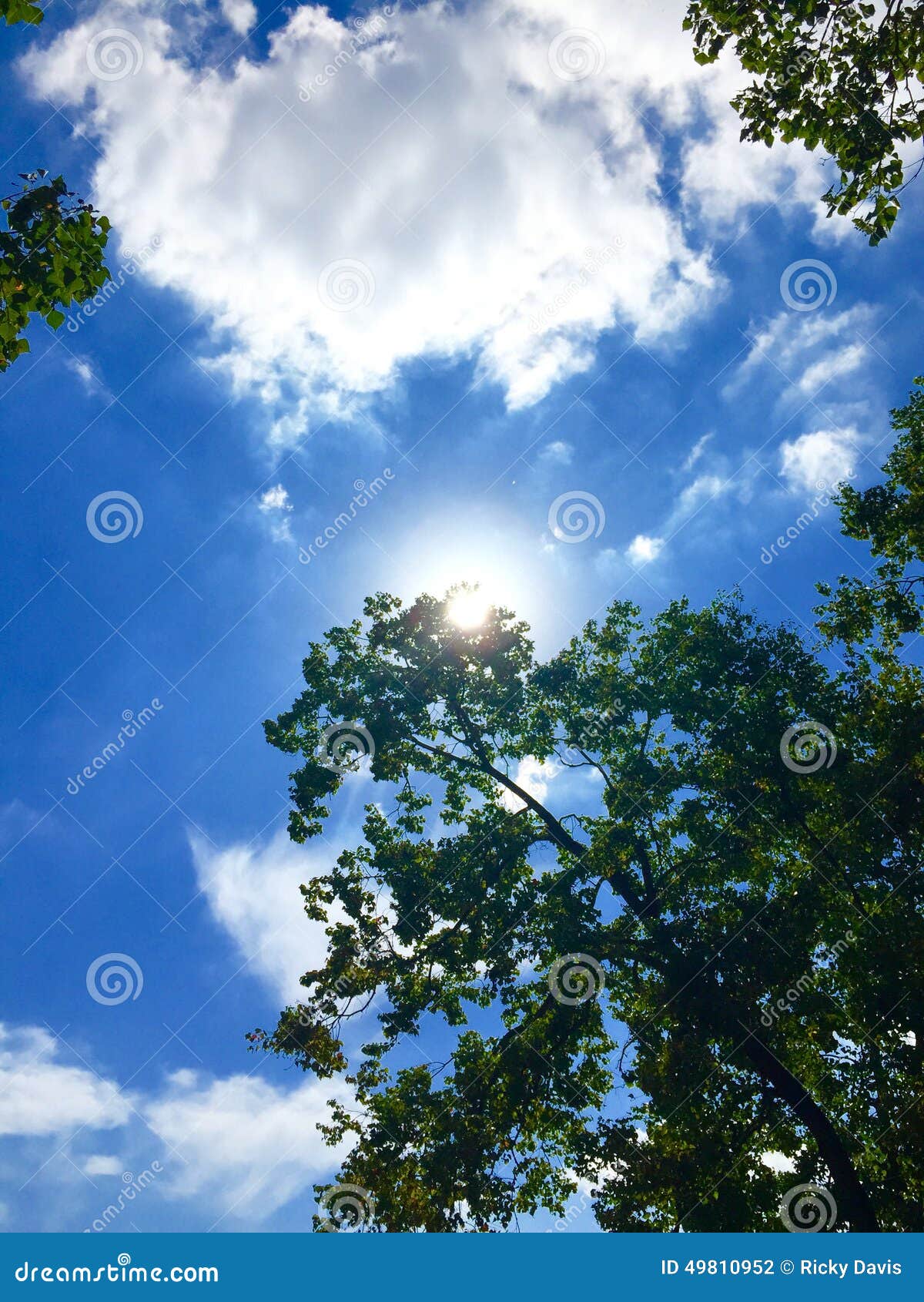 Shine stock photo. Image of shine, tree, trees, sunshine - 49810952