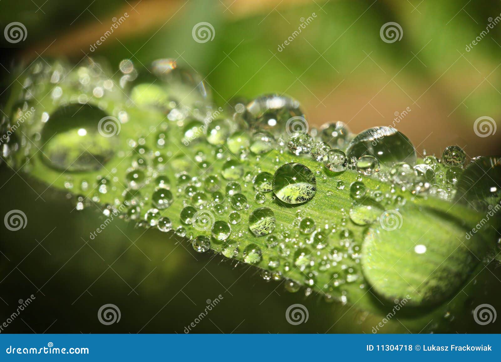 Shine water drop stock photo. Image of grass, freshness - 11304718
