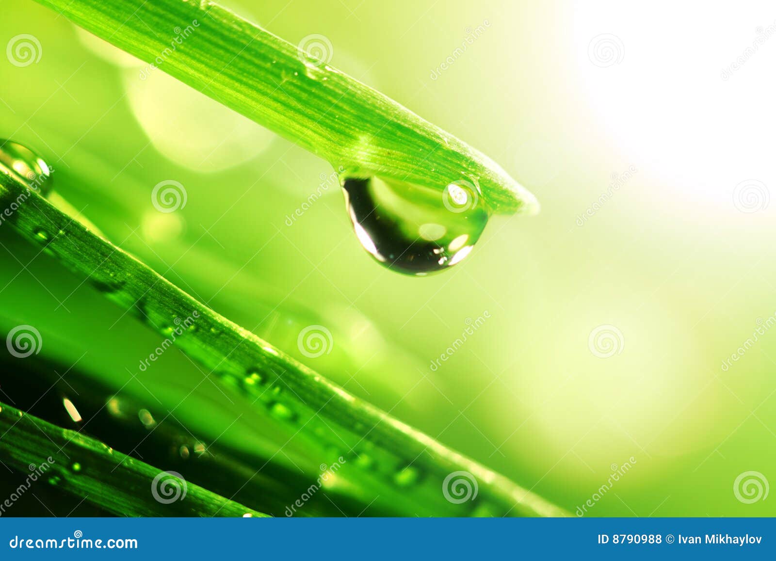 Shine water drop stock photo. Image of growth, droplet - 8790988