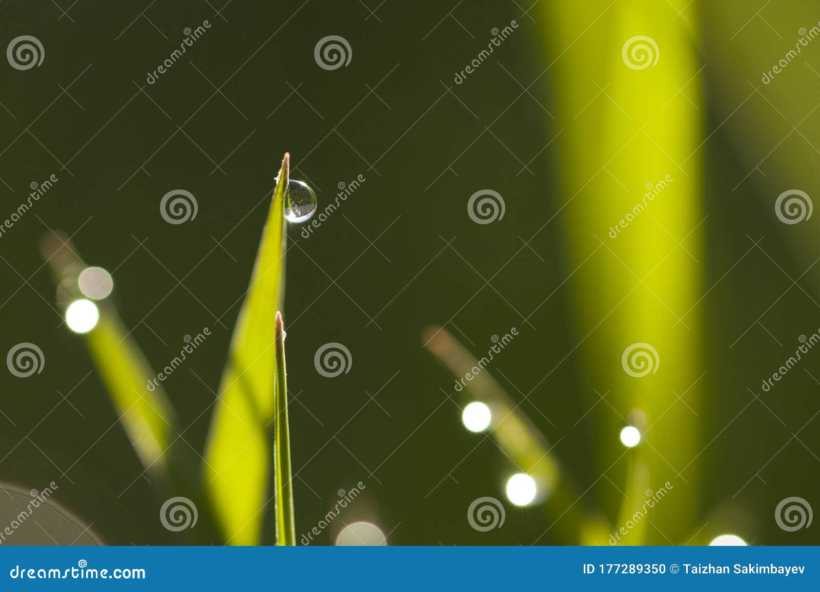 Shine Water Drop on Green Grass . Close Up Stock Photo - Image of lush ...
