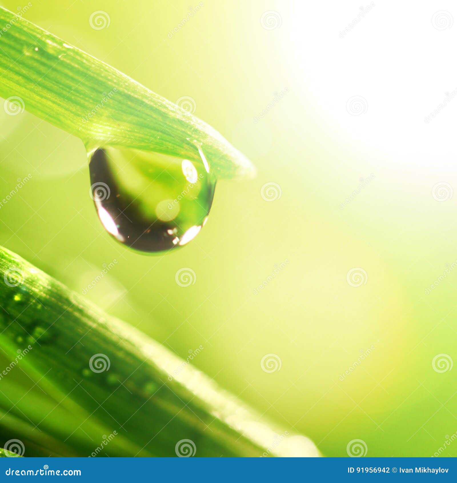 Shine water drop stock photo. Image of background, lush - 91956942