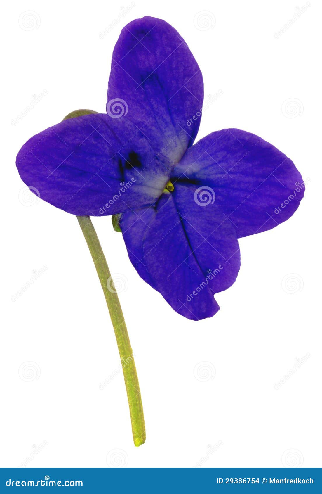 ShinerBlossom3 stock photo. Image of plant, flowers, decorative - 29386754