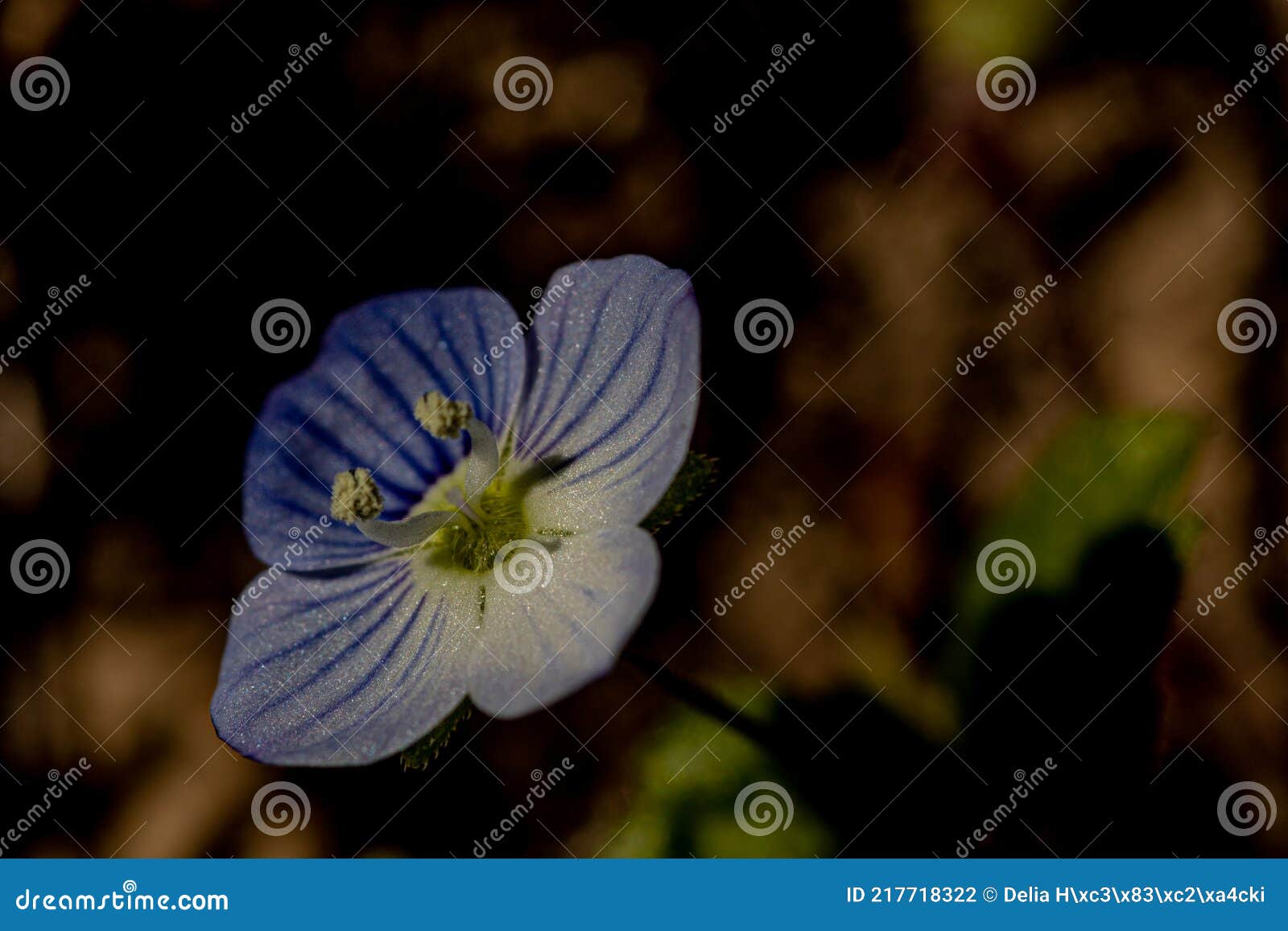 Shiney Blue Flower in Spring Stock Photo - Image of sparkling, glitter ...