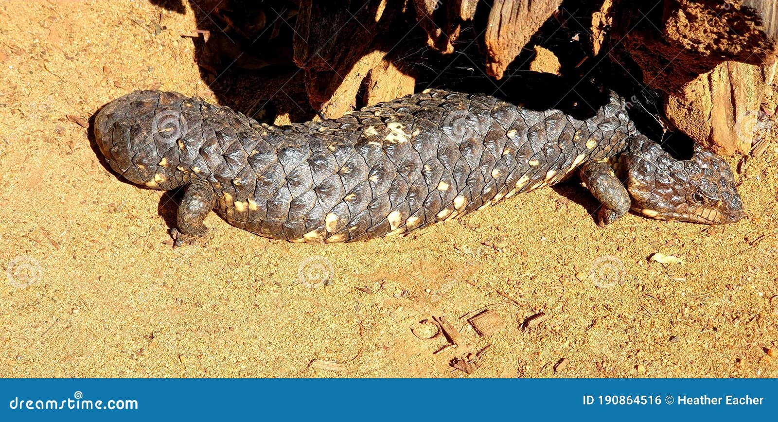 Shingle Back Lizard stock photo. Image of lizard, back - 190864516
