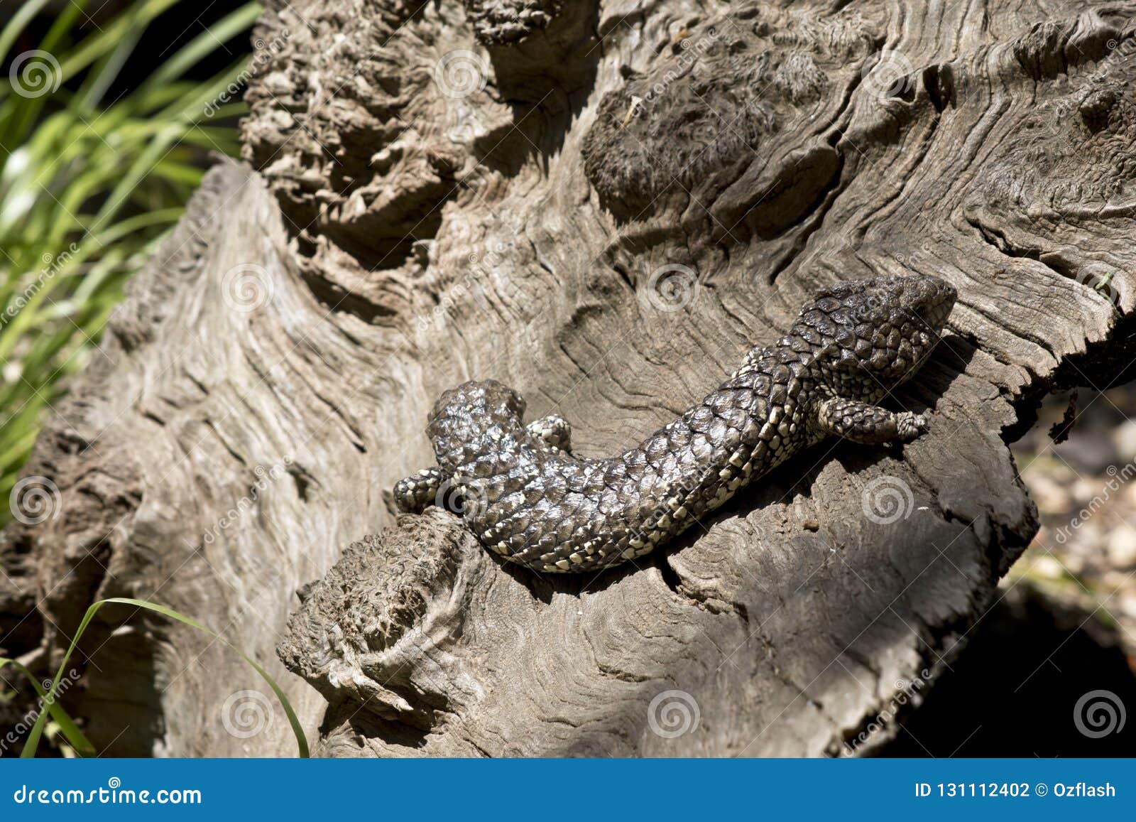 Shingle Back Lizard Aka Stumpy Tail Stock Photo - Image of lizard ...