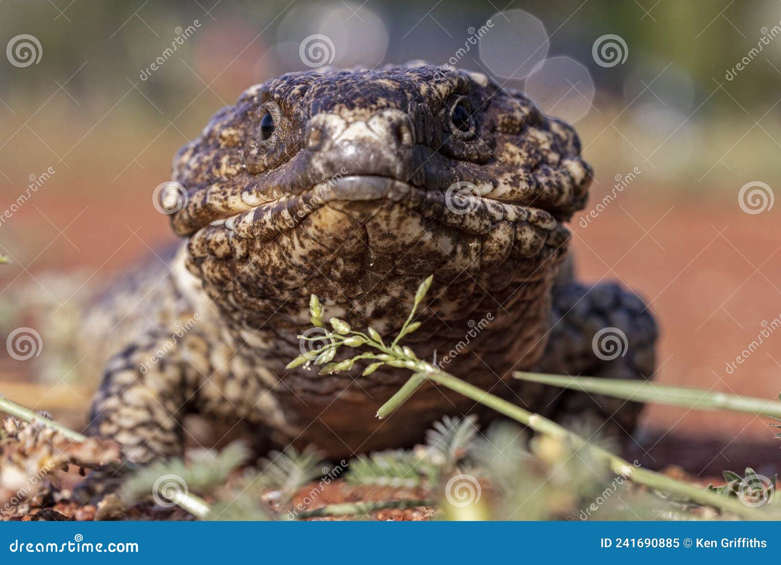 Shingle-back Lizard stock image. Image of australian - 241690885