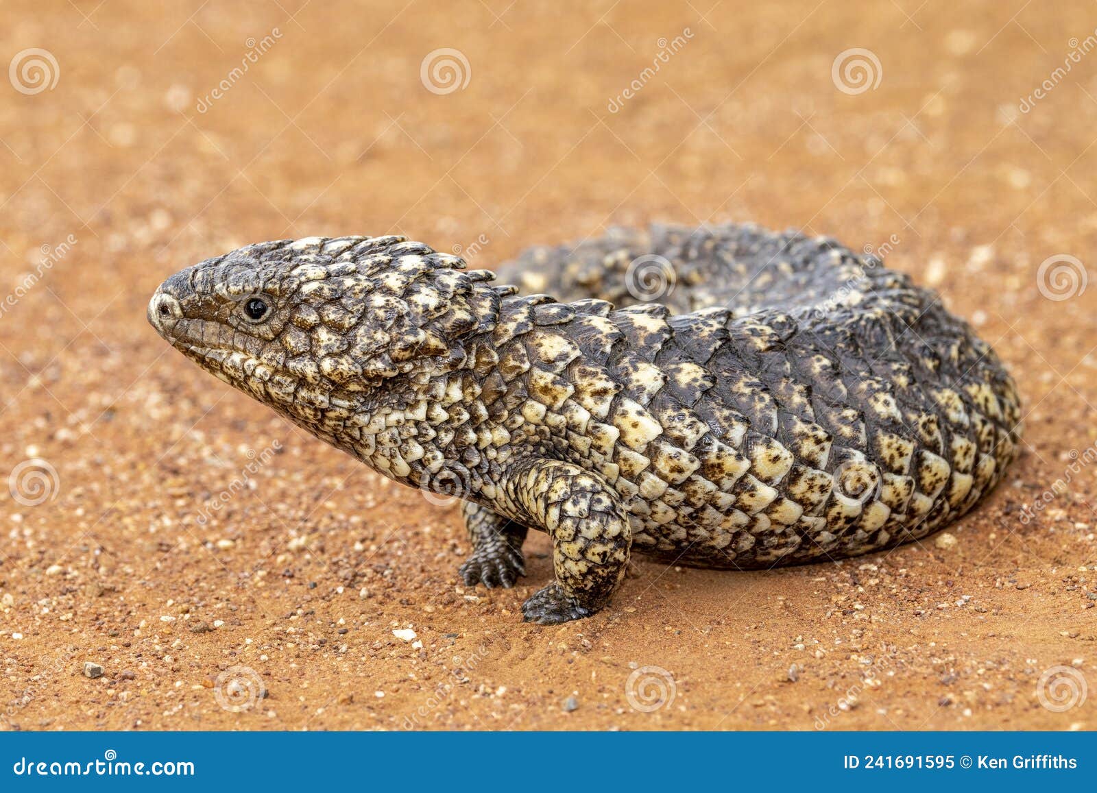 Shingle Back Lizard stock image. Image of close, nature - 241691595