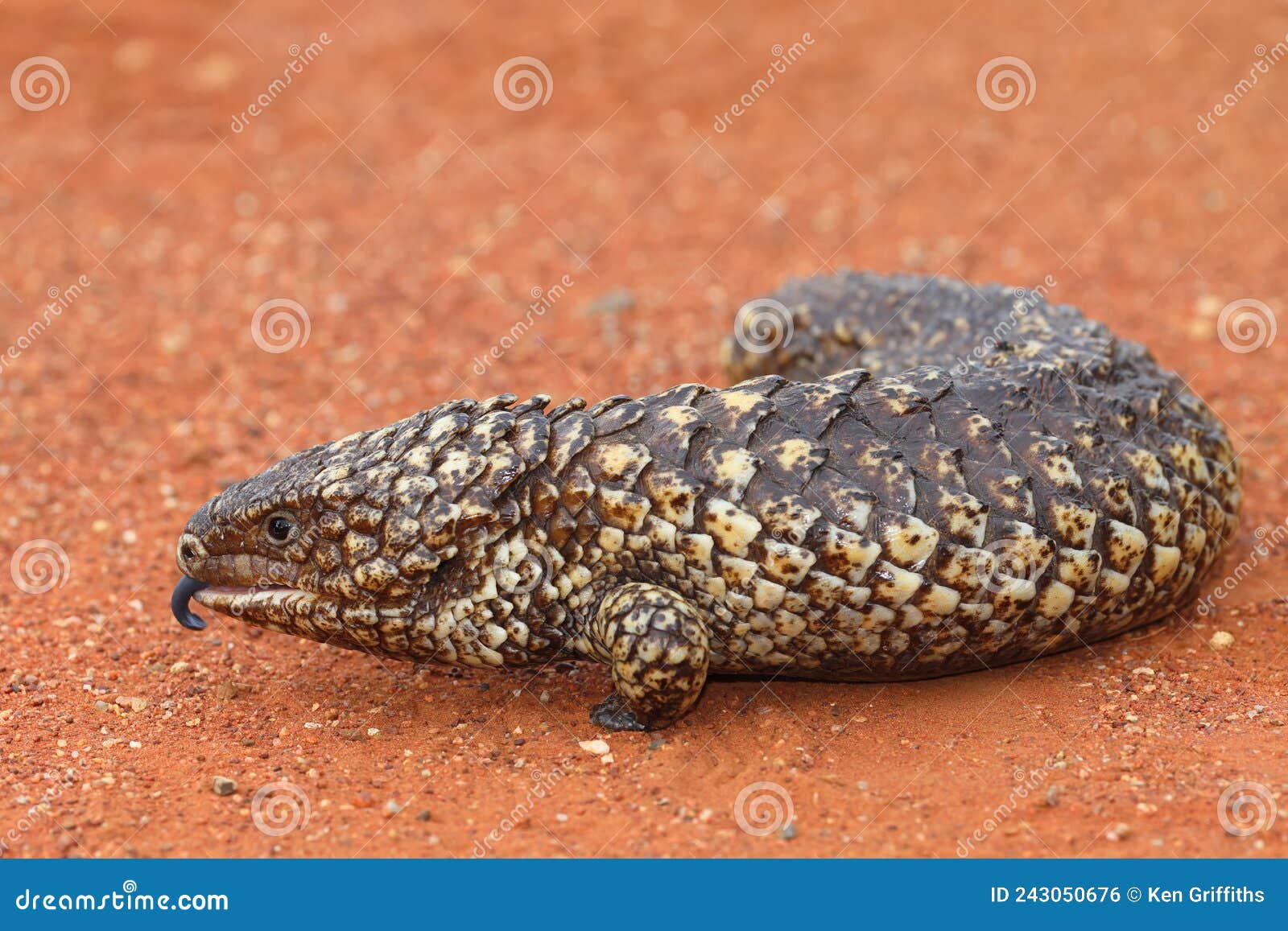 Shingle Back Lizard stock photo. Image of australia - 243050676