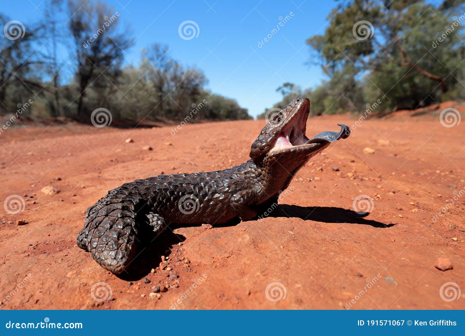 Shingle Back Lizard stock image. Image of skink, wildlife - 191571067