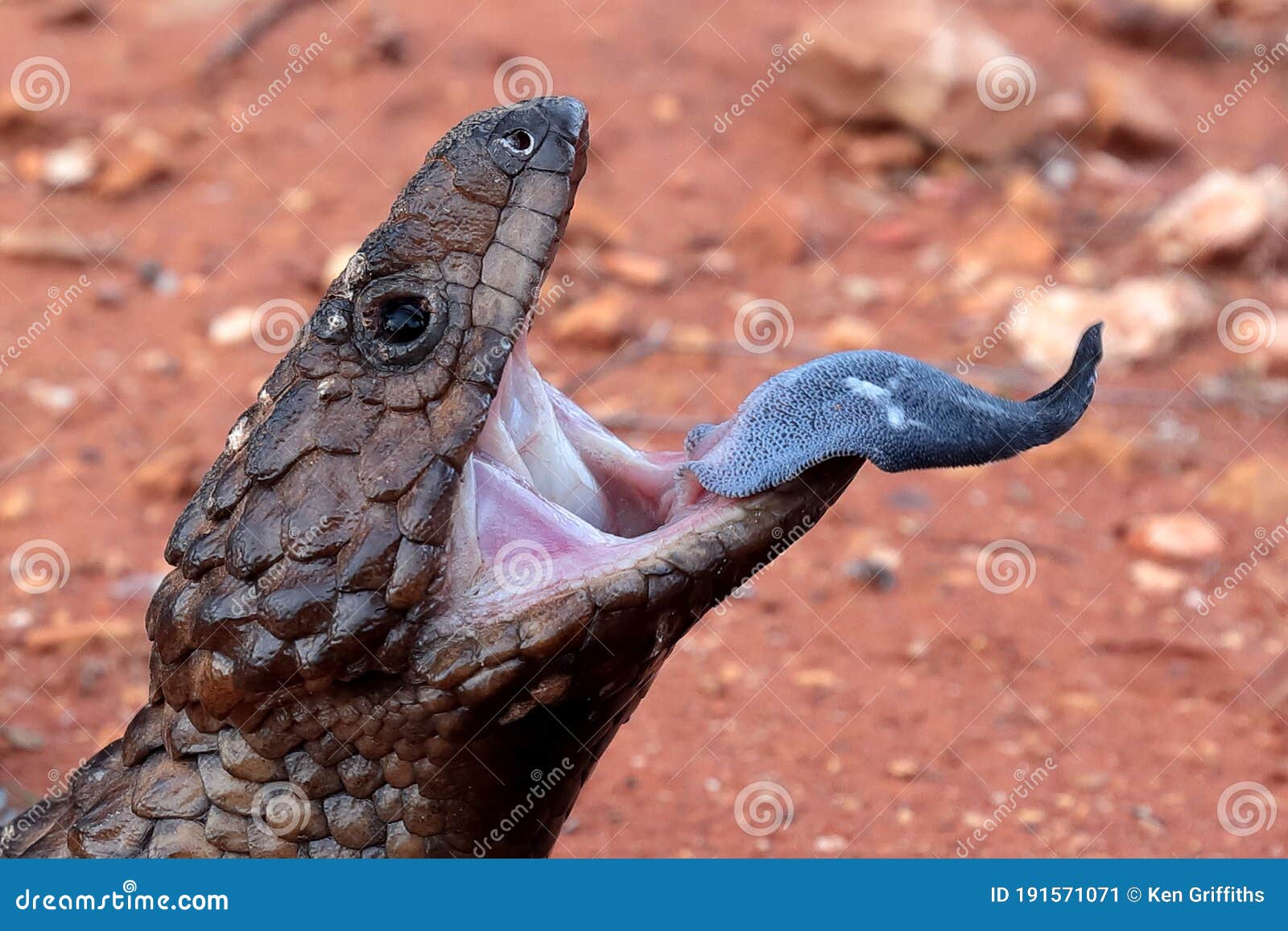 Shingle Back Lizard stock image. Image of shingle, reptile - 191571071