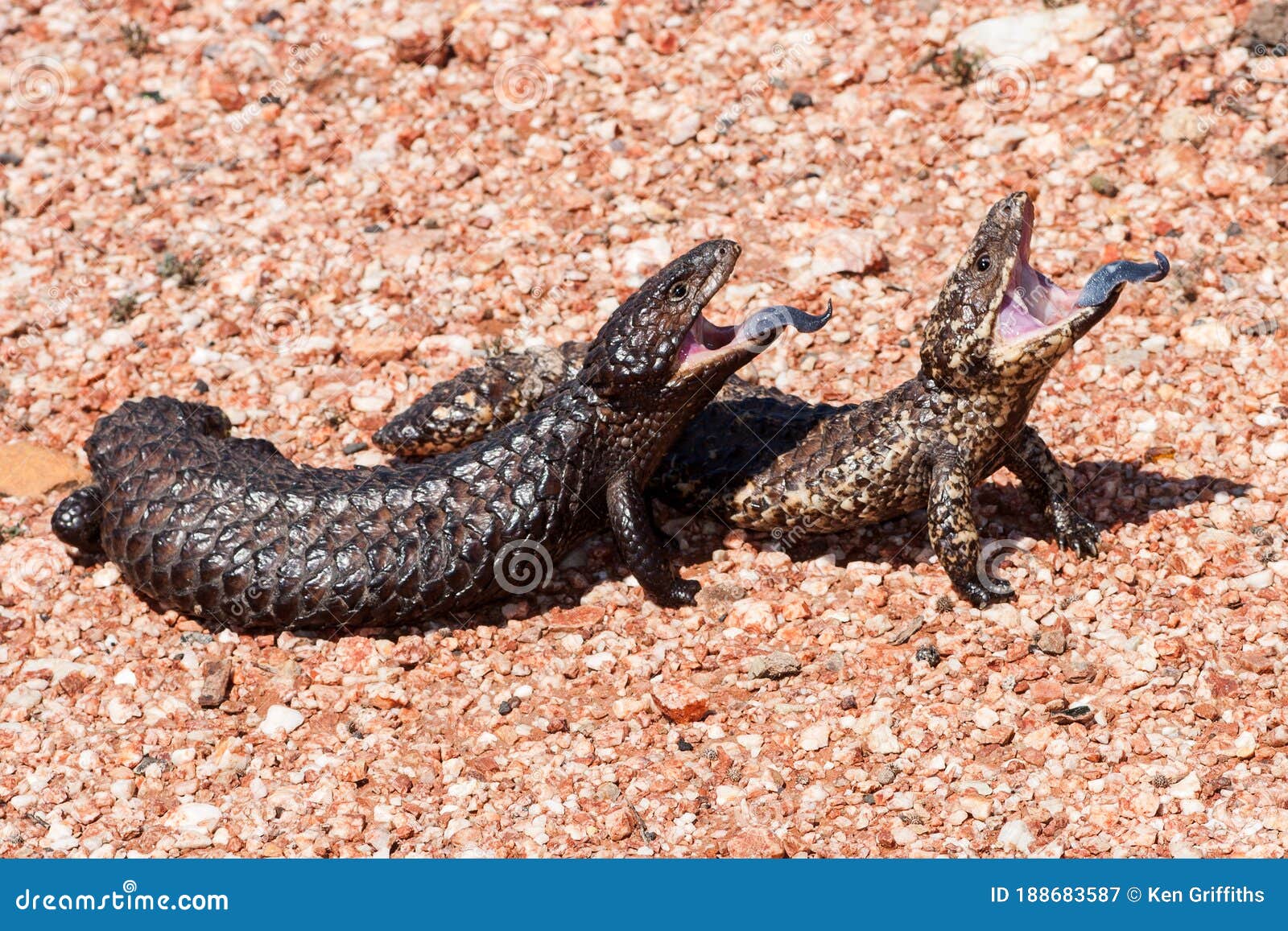 Shingle-back Lizard stock image. Image of stumpy, rugosa - 188683587