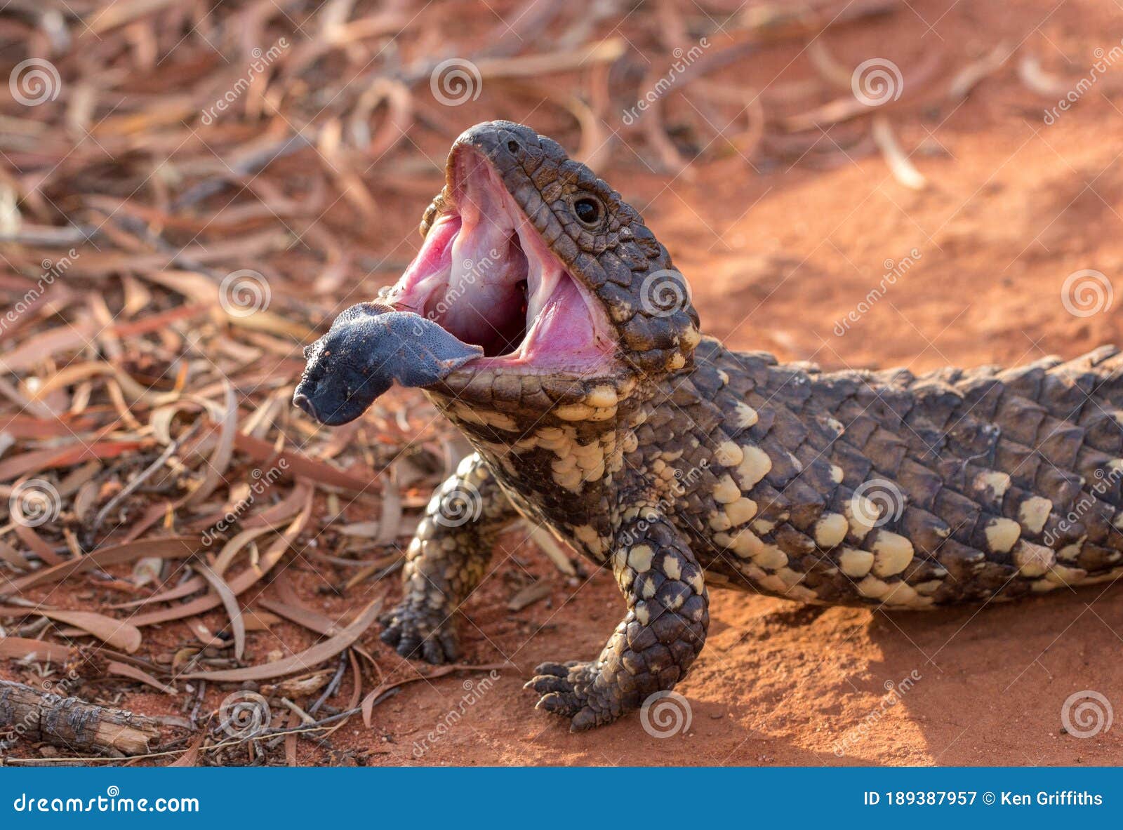 Shingle Back Lizard stock image. Image of mouth, skink - 189387957