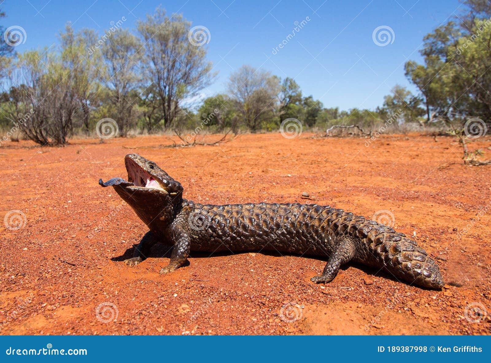 Shingle Back Lizard stock photo. Image of nature, back - 189387998