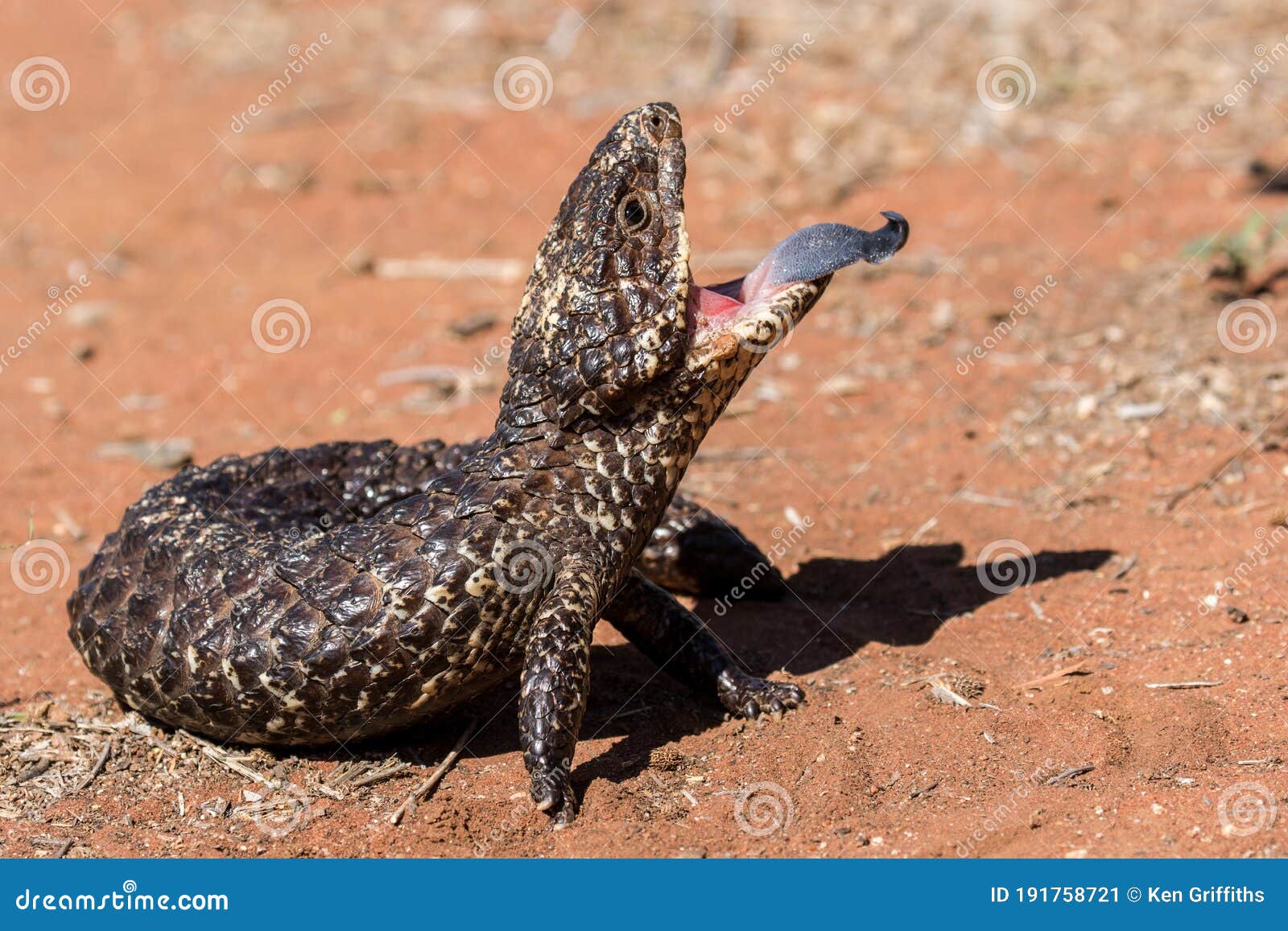 Shingle Back Lizard stock image. Image of lizard, wildlife - 191758721