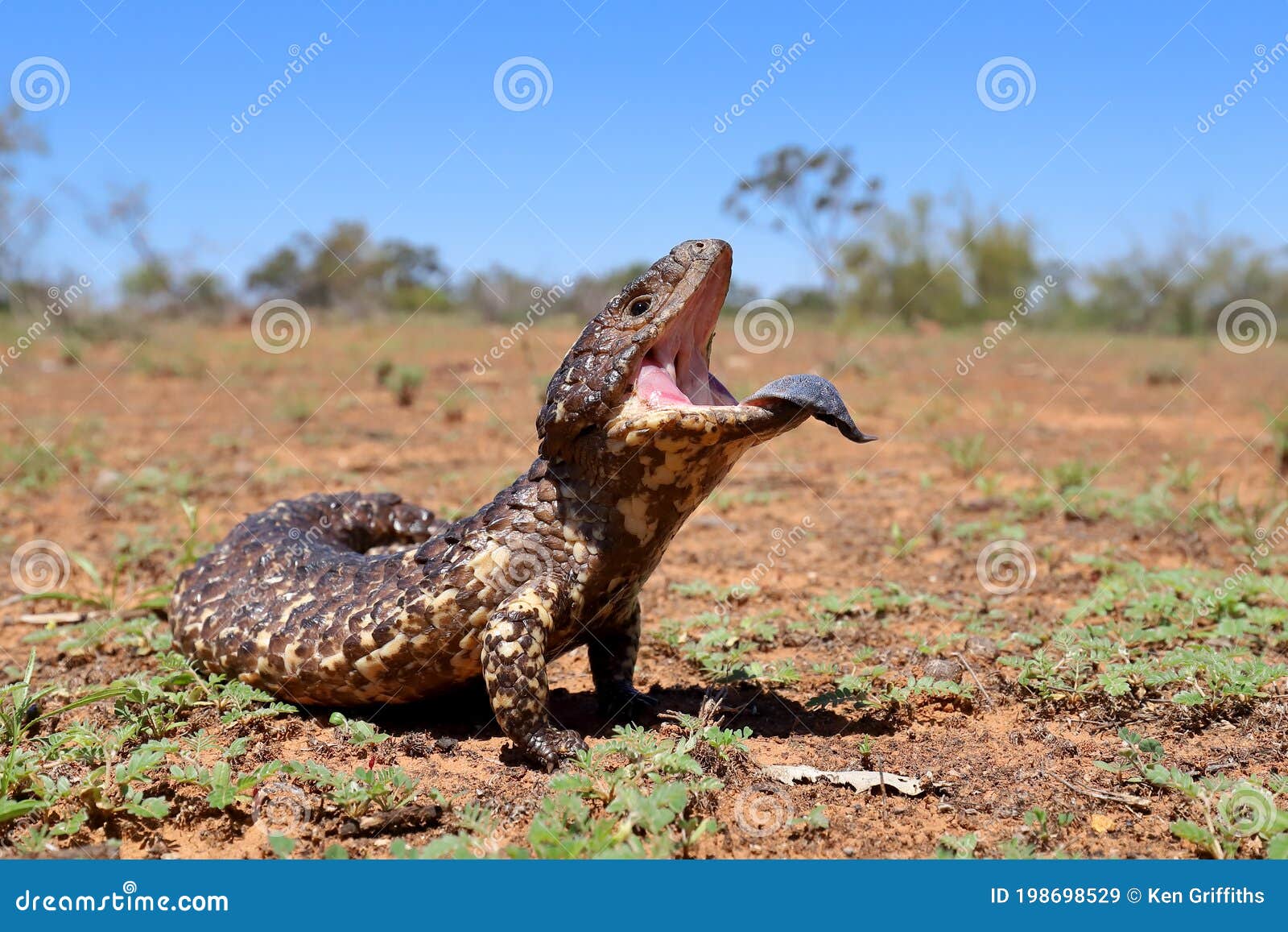 Shingle Back Lizard stock image. Image of tiliqua, back - 198698529
