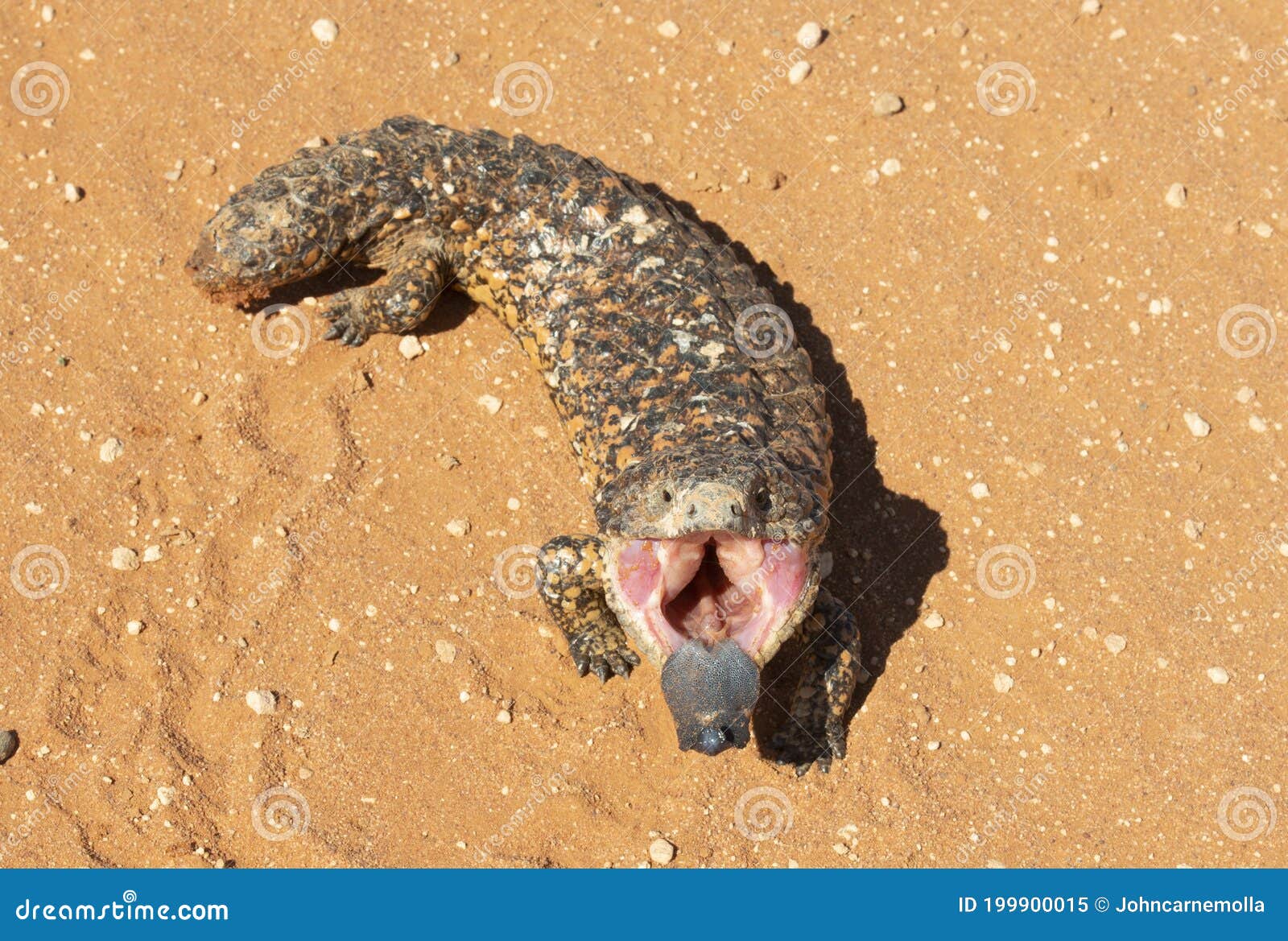 Shingle back lizard stock image. Image of desert, australia - 199900015