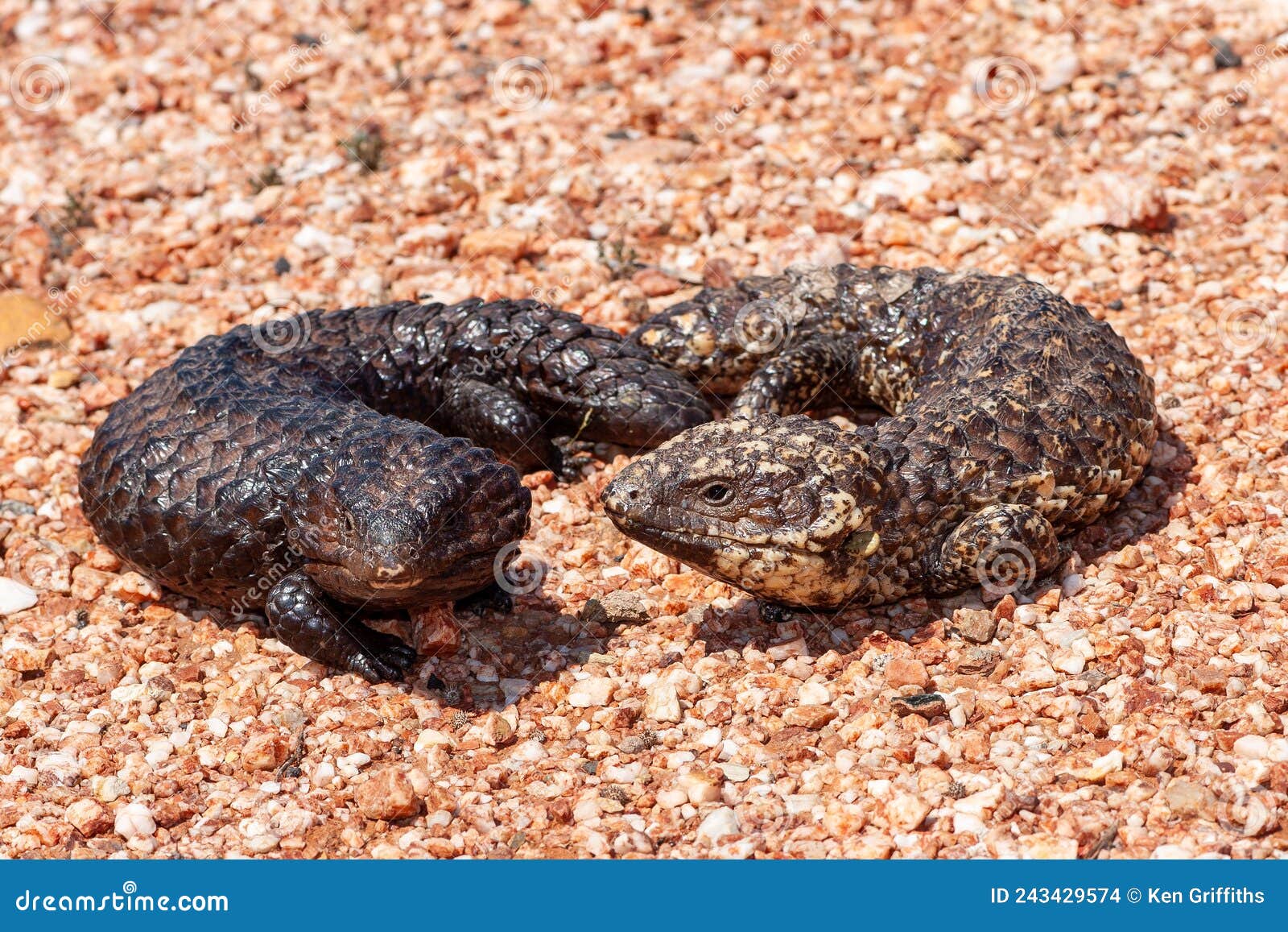 Shingle Back Lizards stock photo. Image of lizards, reptile - 243429574