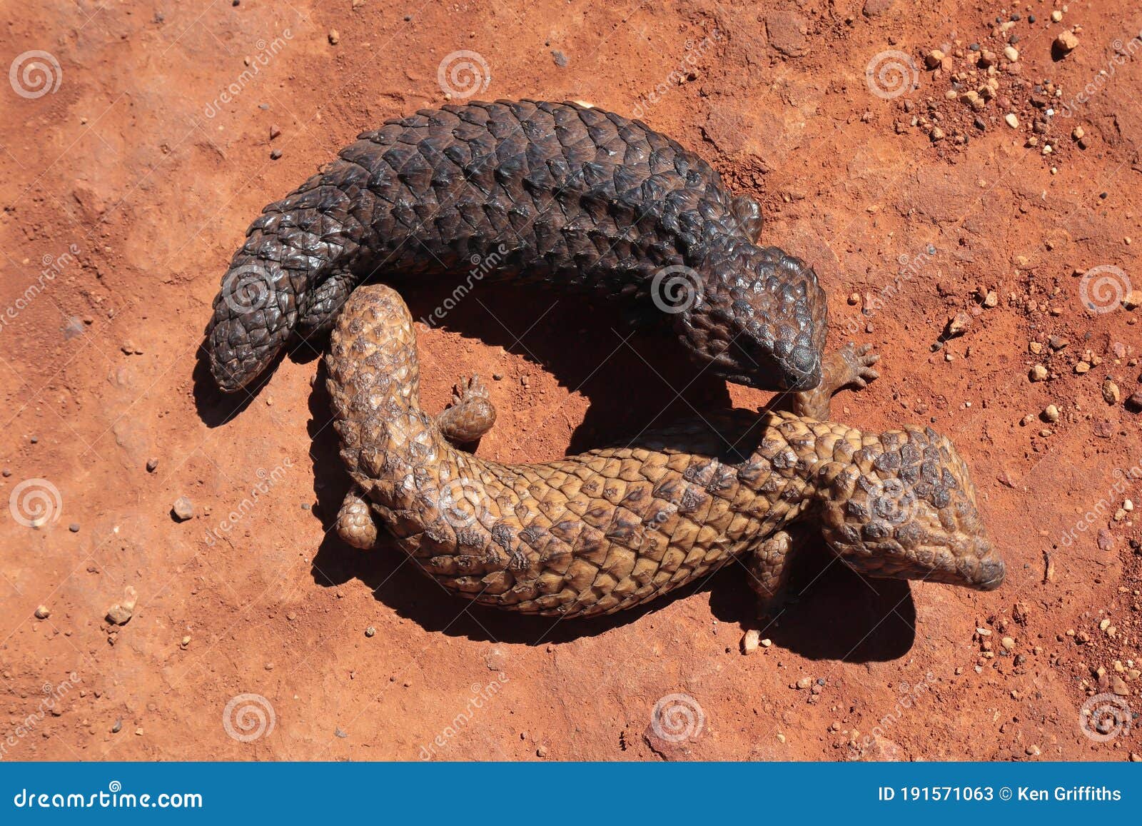 Shingle Back Lizards stock image. Image of lizards, skink - 191571063