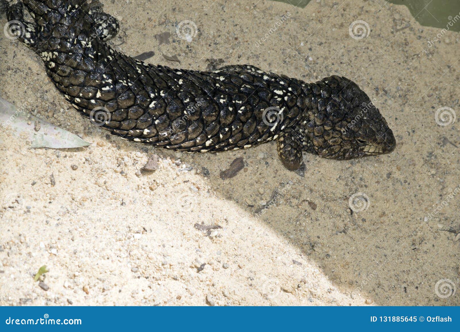 Shingle Back or Stumpy Tail Lizard Stock Image - Image of short ...