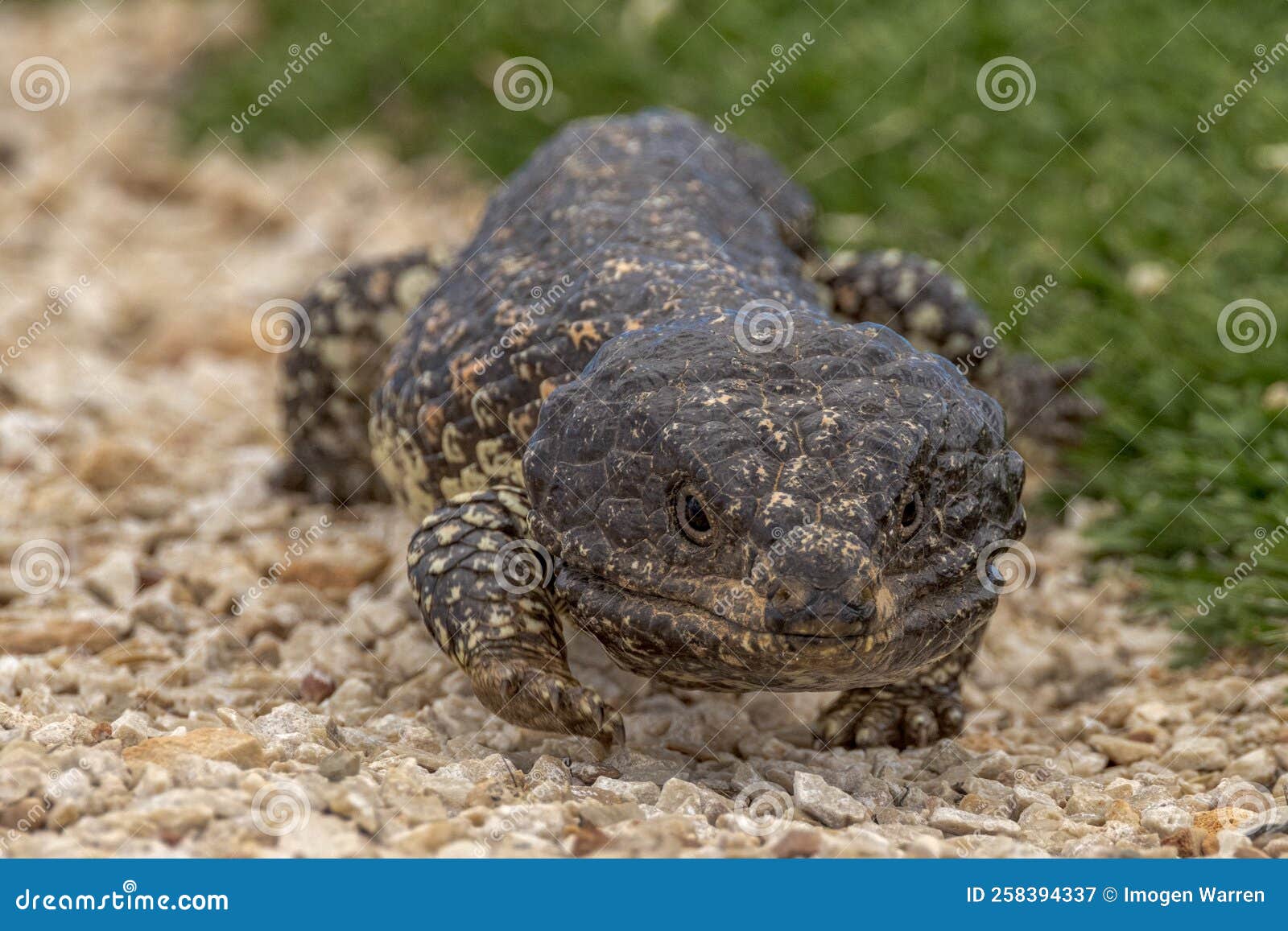 Shingle-backed Lizard in South Australia Stock Image - Image of ...