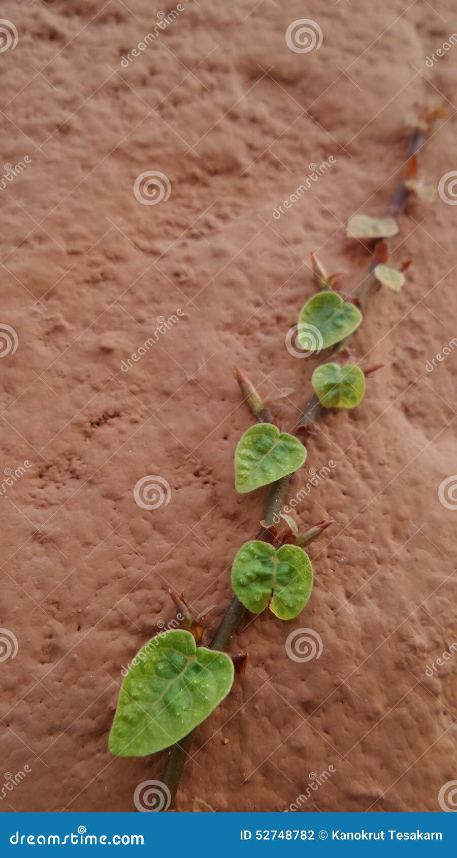 Shingle plant on wall stock photo. Image of vine, wall - 52748782
