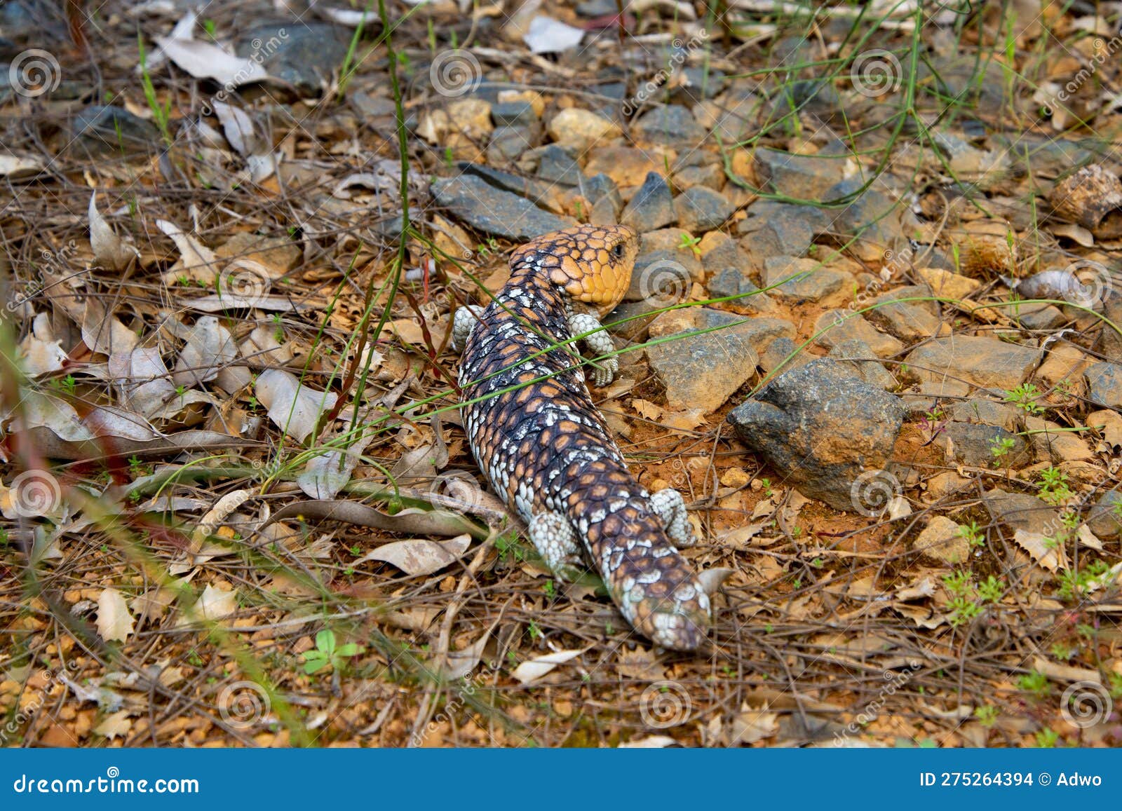 Shingleback Bobtail Lizard stock photo. Image of bogeye - 275264394