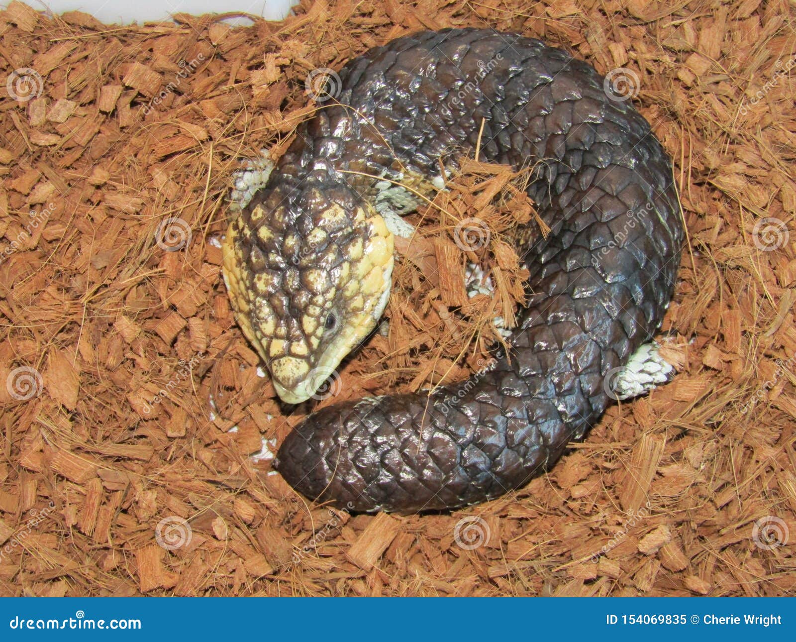 Shingleback bobtail stock image. Image of reptile, australian - 154069835