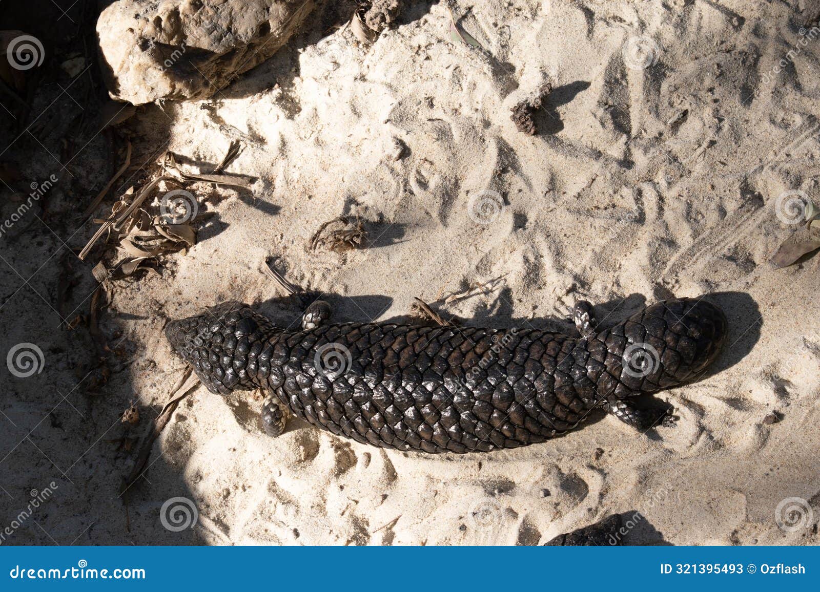 Looking Down on a Shingleback Lizard Stock Image - Image of short ...