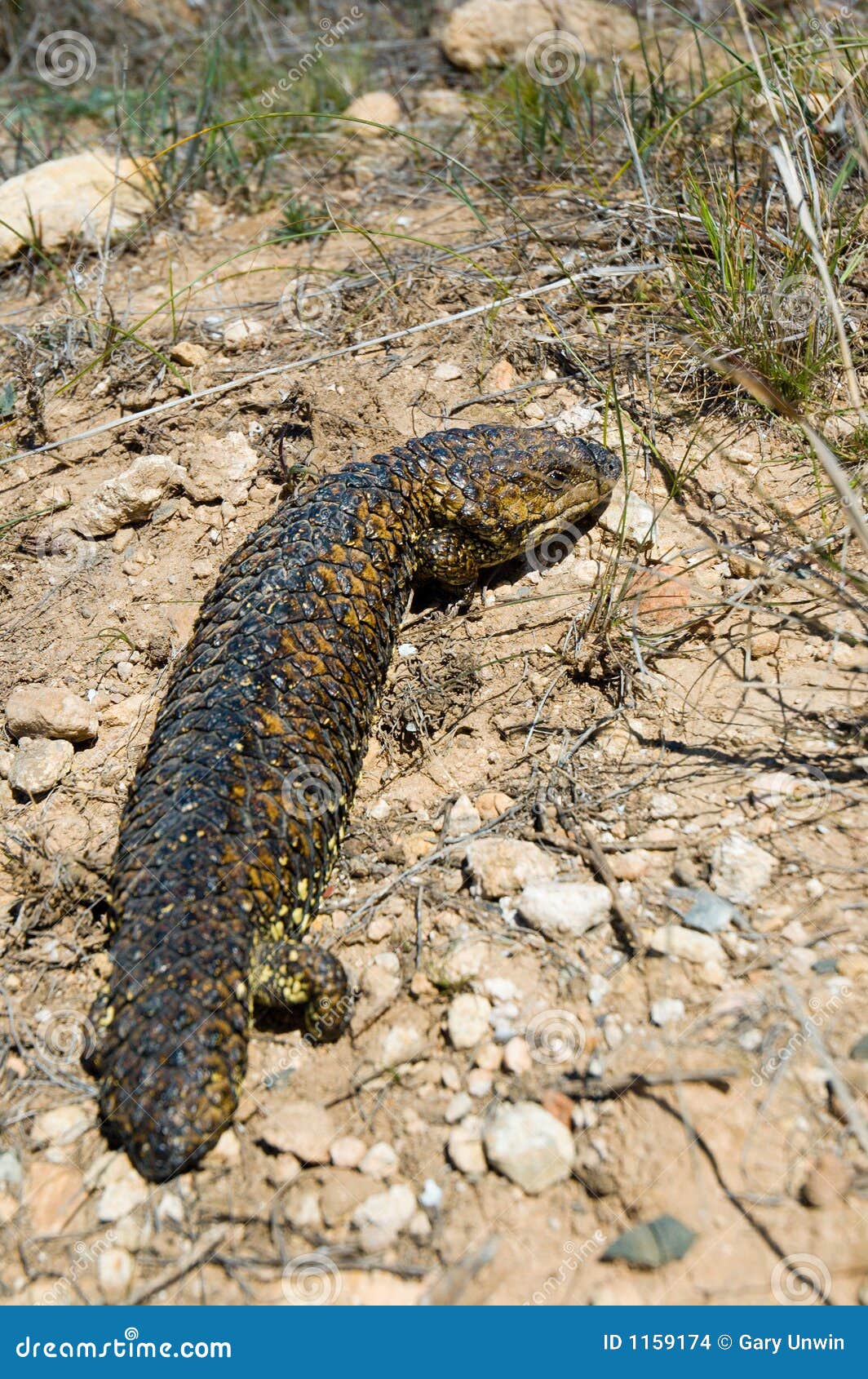 Shingleback Lizard stock photo. Image of closeup, reptile - 1159174