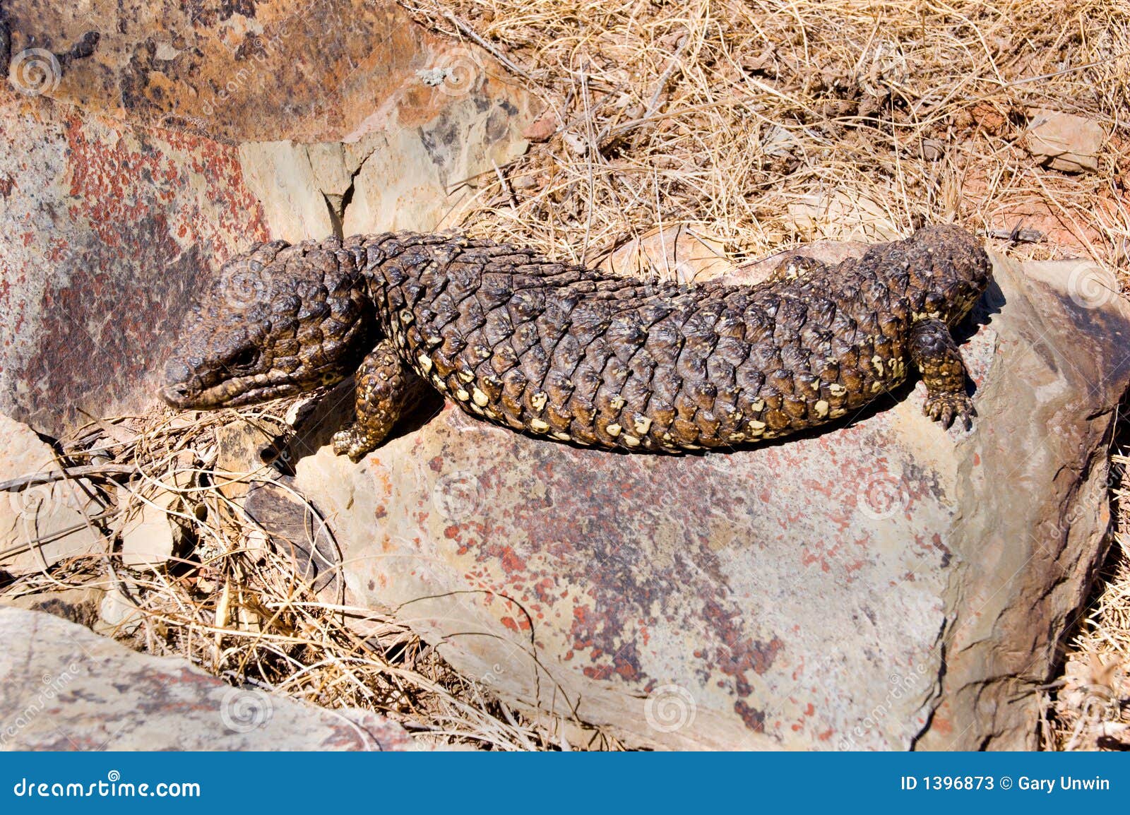 Shingleback Lizard stock image. Image of closeup, head - 1396873