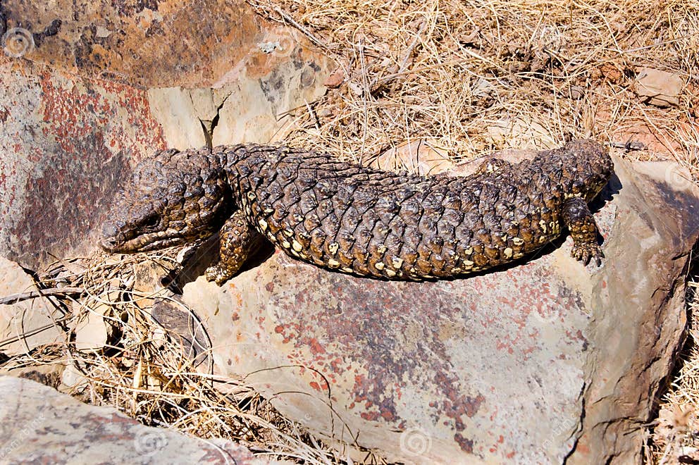 Shingleback Lizard stock image. Image of closeup, head - 1396873
