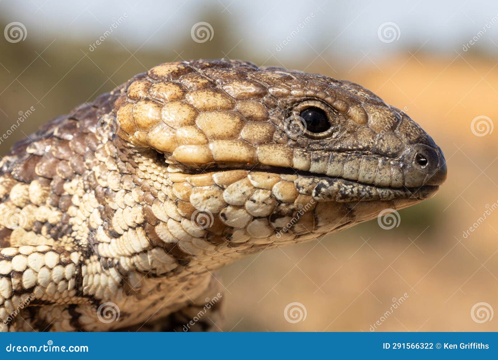 Shingleback Lizard stock photo. Image of australia, reptile - 291566322
